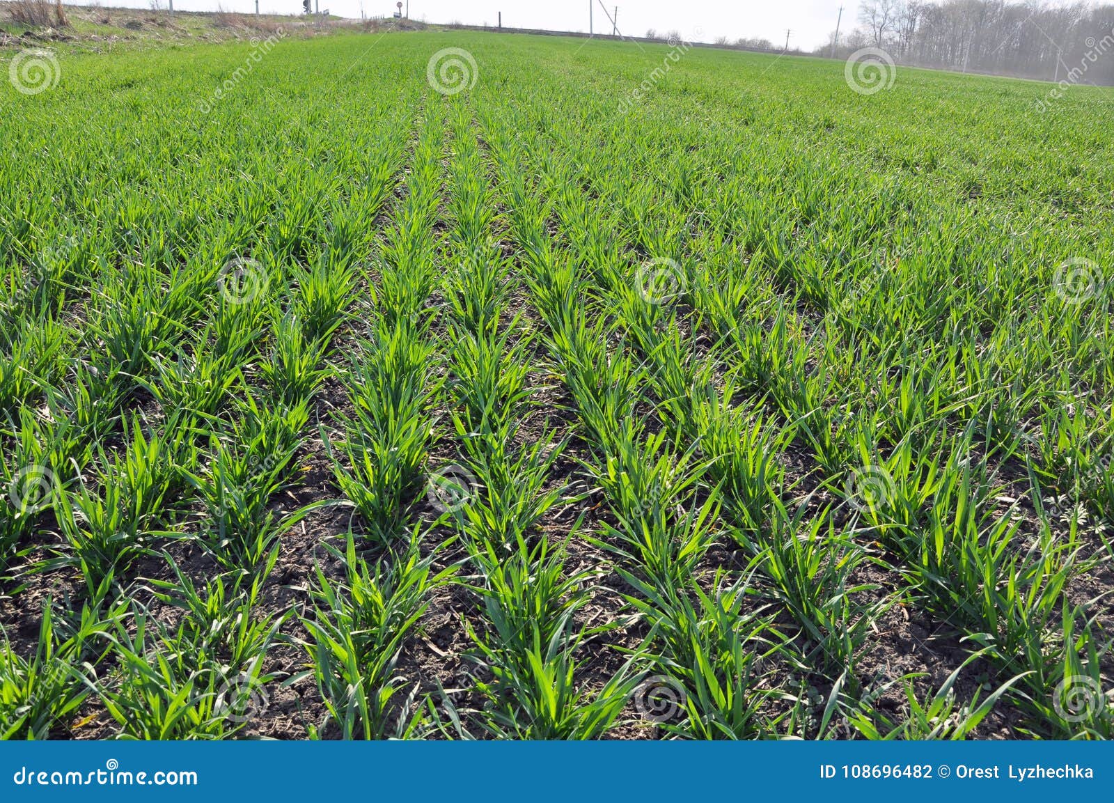 Spring Crops of Winter Wheat Stock Photo - Image of season, land: 108696482