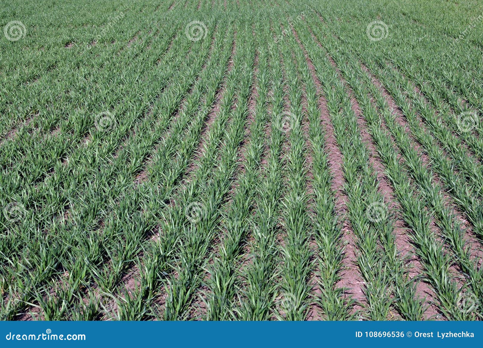 33,616 Spring Crops Stock Photos - Free & Royalty-Free Stock Photos ...