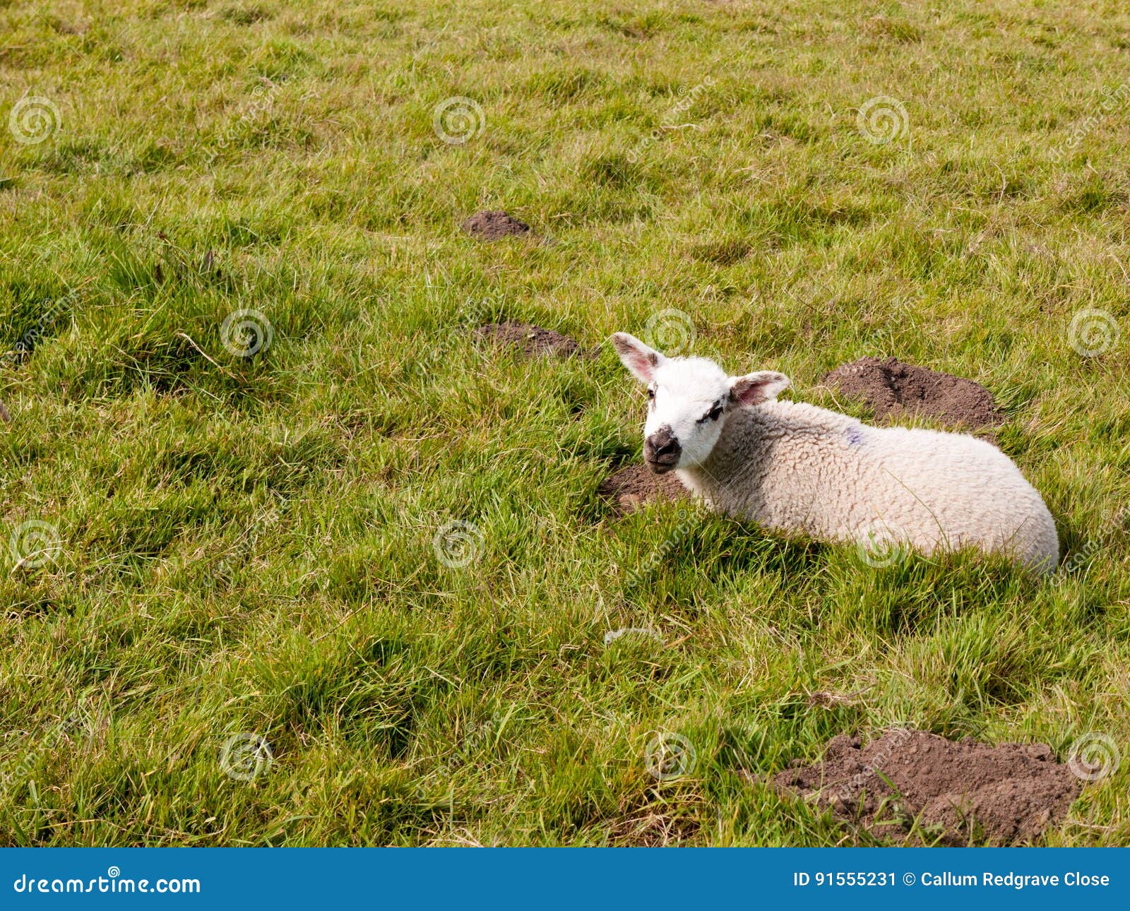 Spring Cute Lamb Resting on Grass Field in Spring Stock Image - Image ...