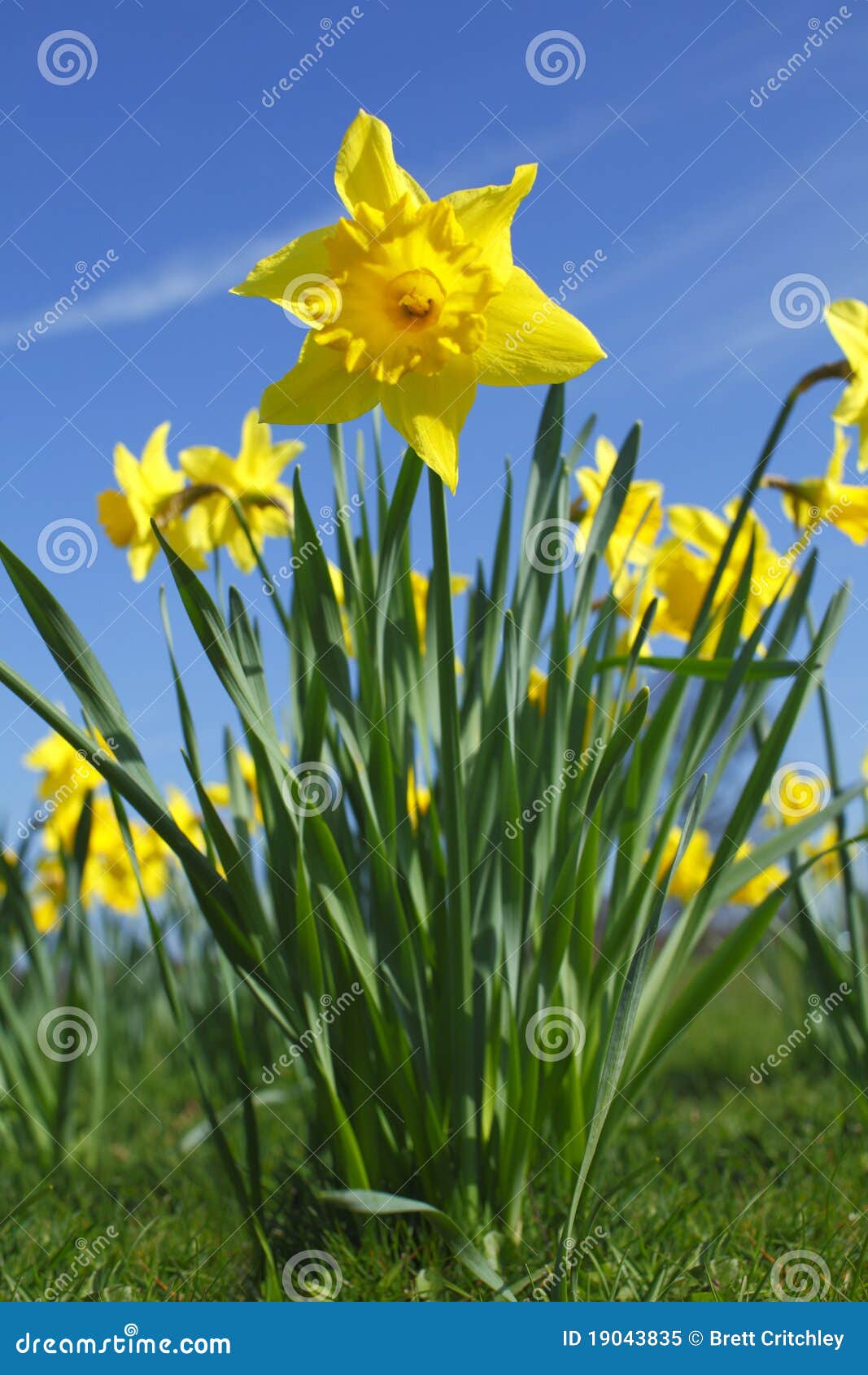 Spring daffodil stock image. Image of open, time, fresh - 19043835