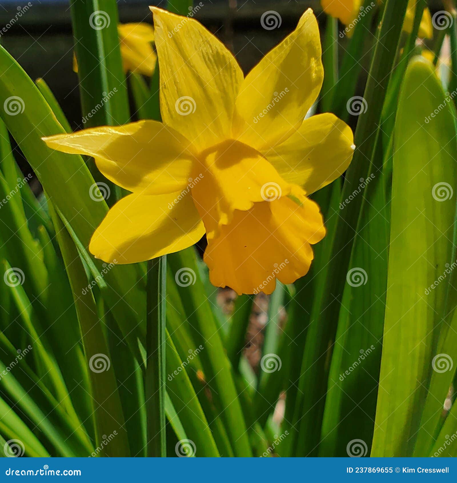 Spring, Daffodil, Beauty, Nature Stock Image - Image of spring, orchid ...