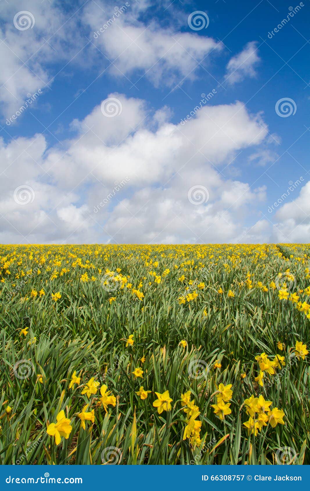 Spring Daffodil Field stock image. Image of field, sunshine - 66308757