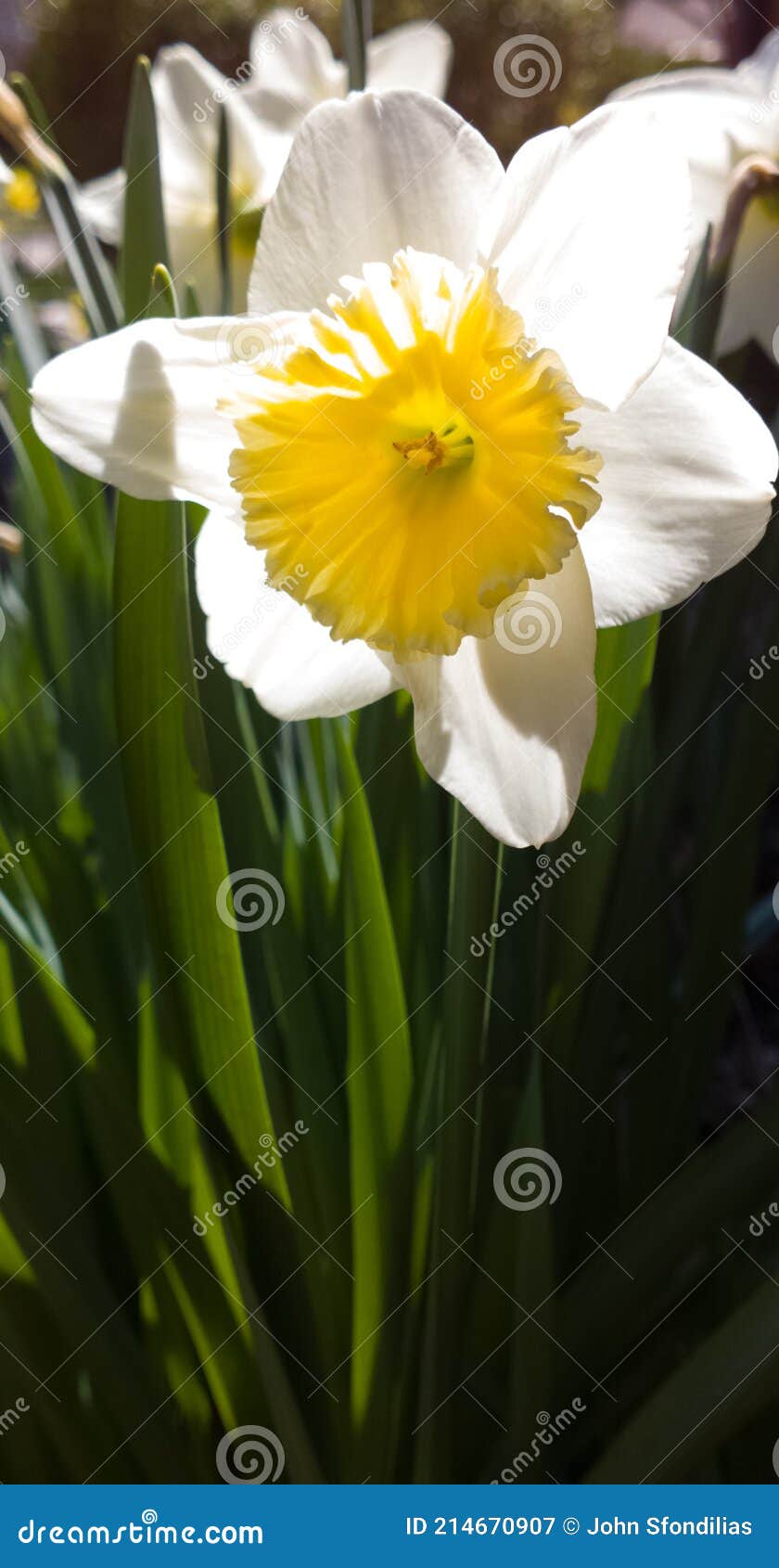 Spring Daffodil stock image. Image of petal, narcissus - 214670907