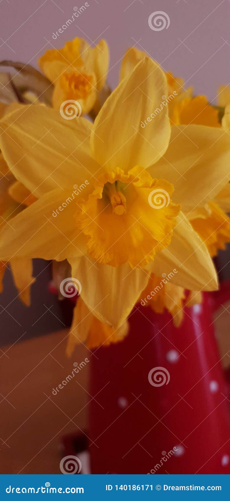 Spring Daffodil stock image. Image of daffodil, spring - 140186171