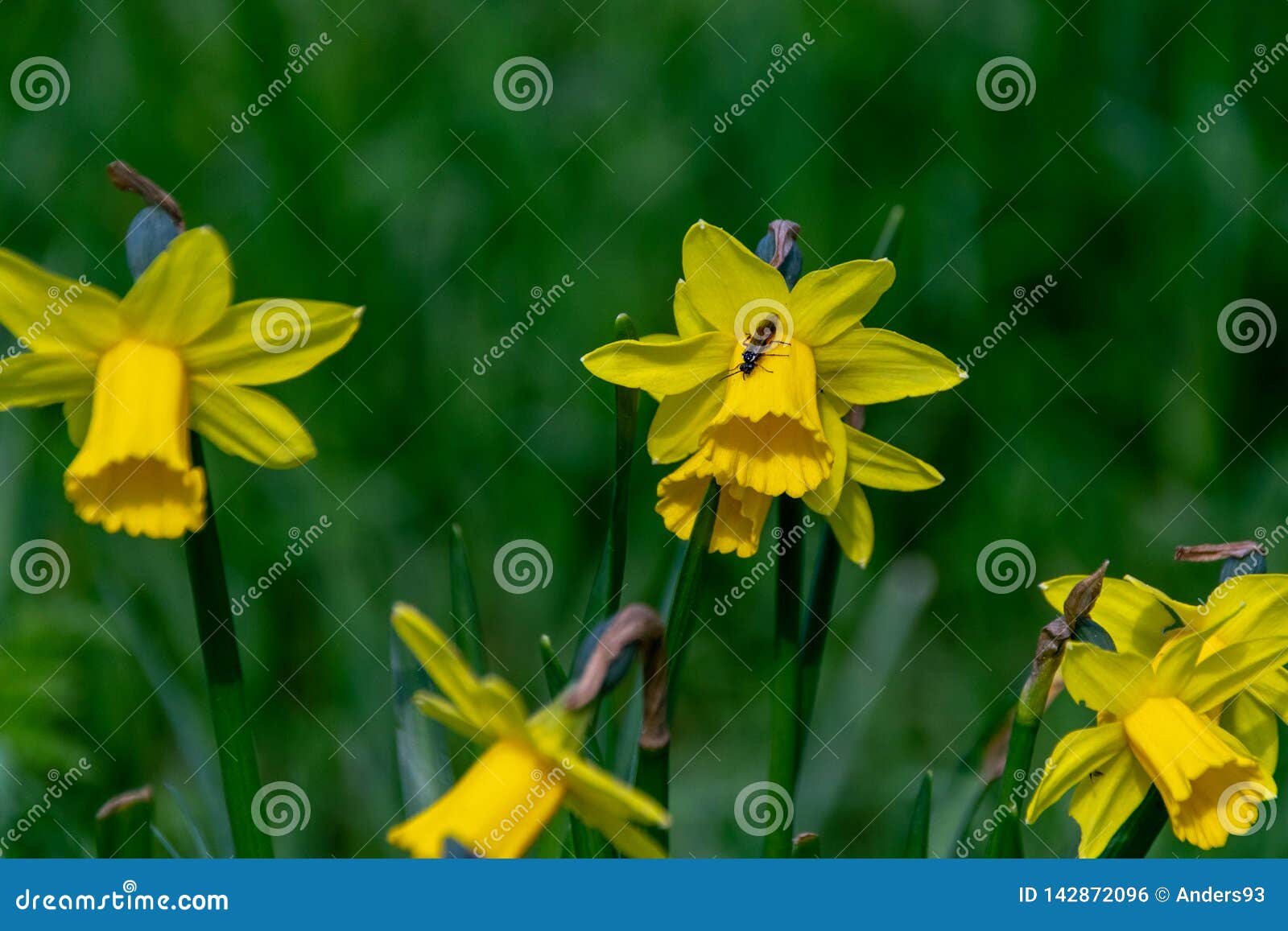 Spring Daffodil Yellow Vibrant Wild Flowers Stock Photo - Image of ...
