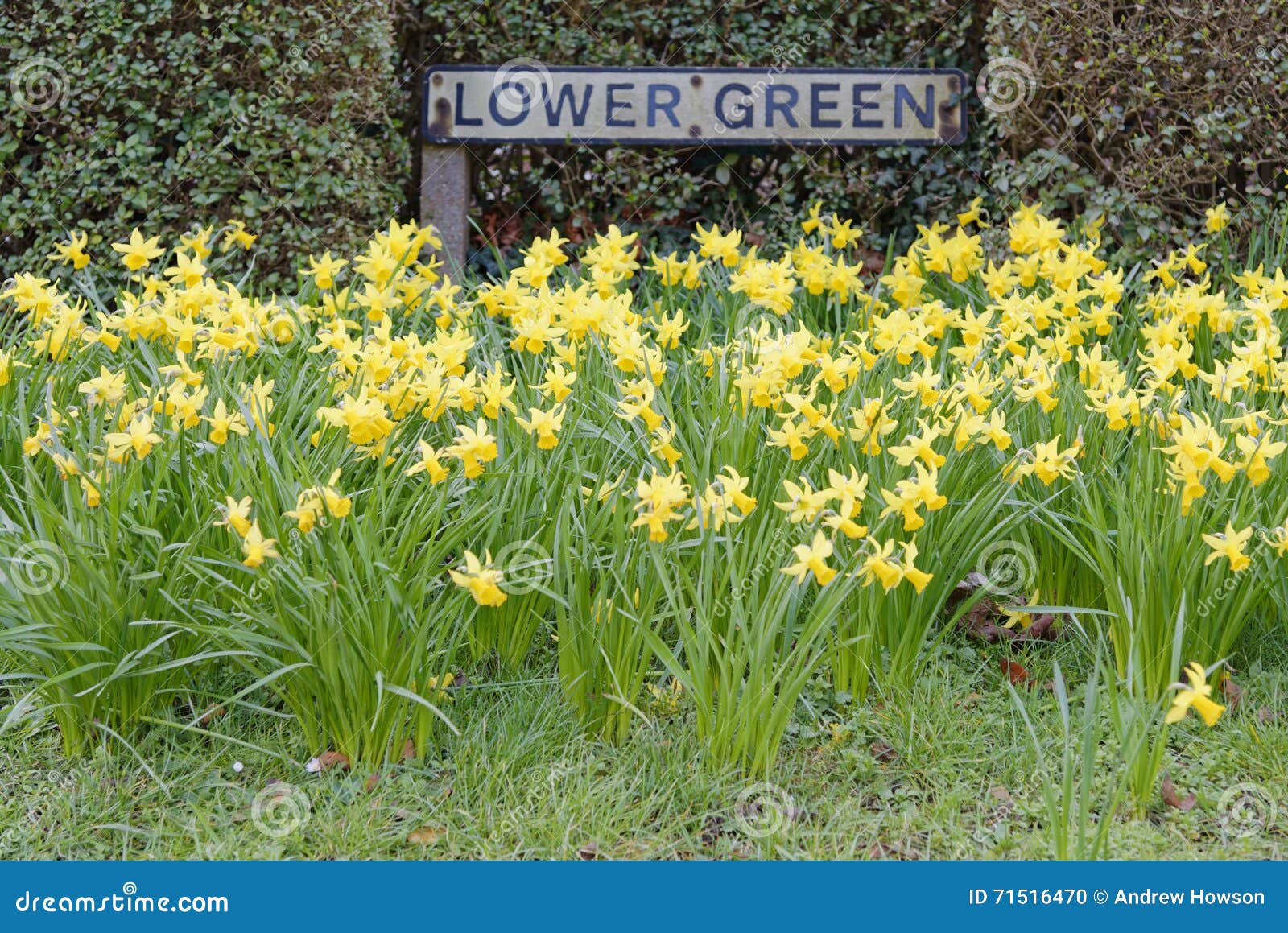 Spring daffodills. stock photo. Image of eden, blossom - 71516470