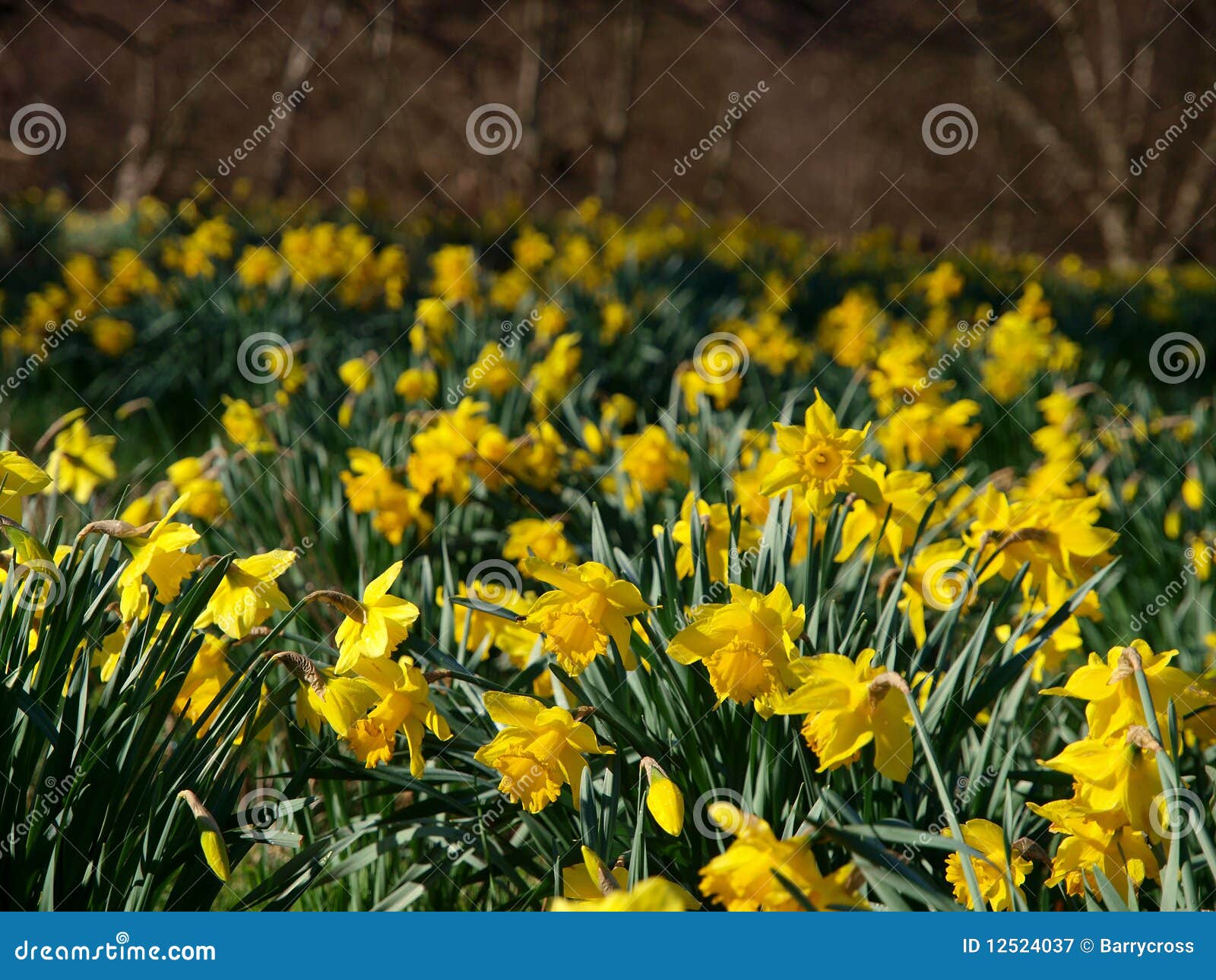 Spring daffodils stock image. Image of flower, daffs - 12524037