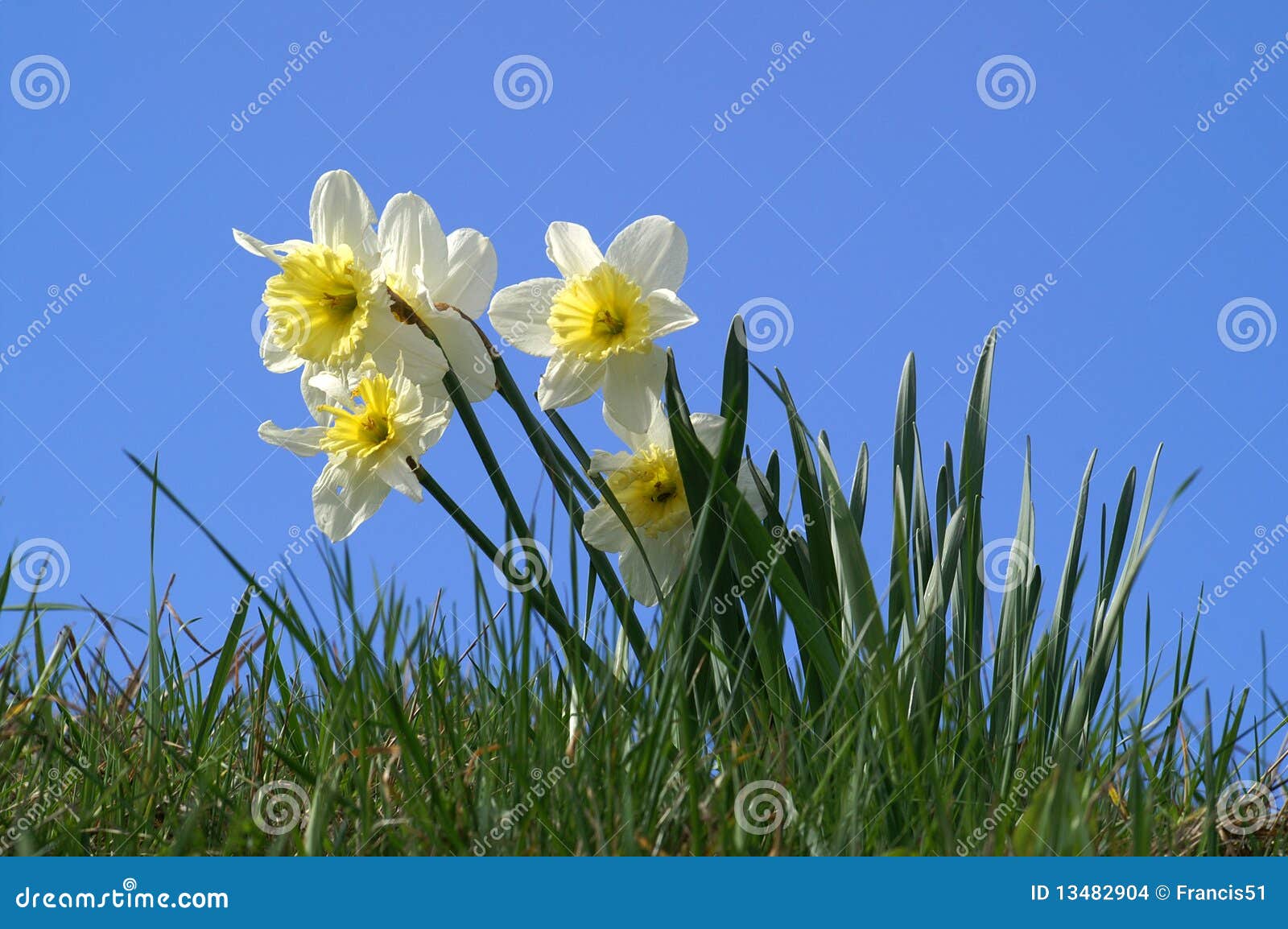 Spring daffodils stock photo. Image of grass, blooming - 13482904