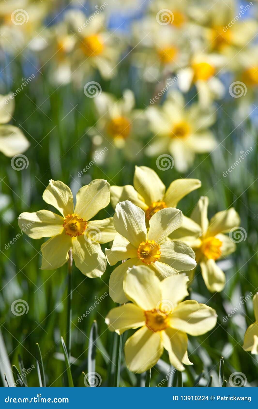 Spring daffodils stock photo. Image of environment, yellow - 13910224