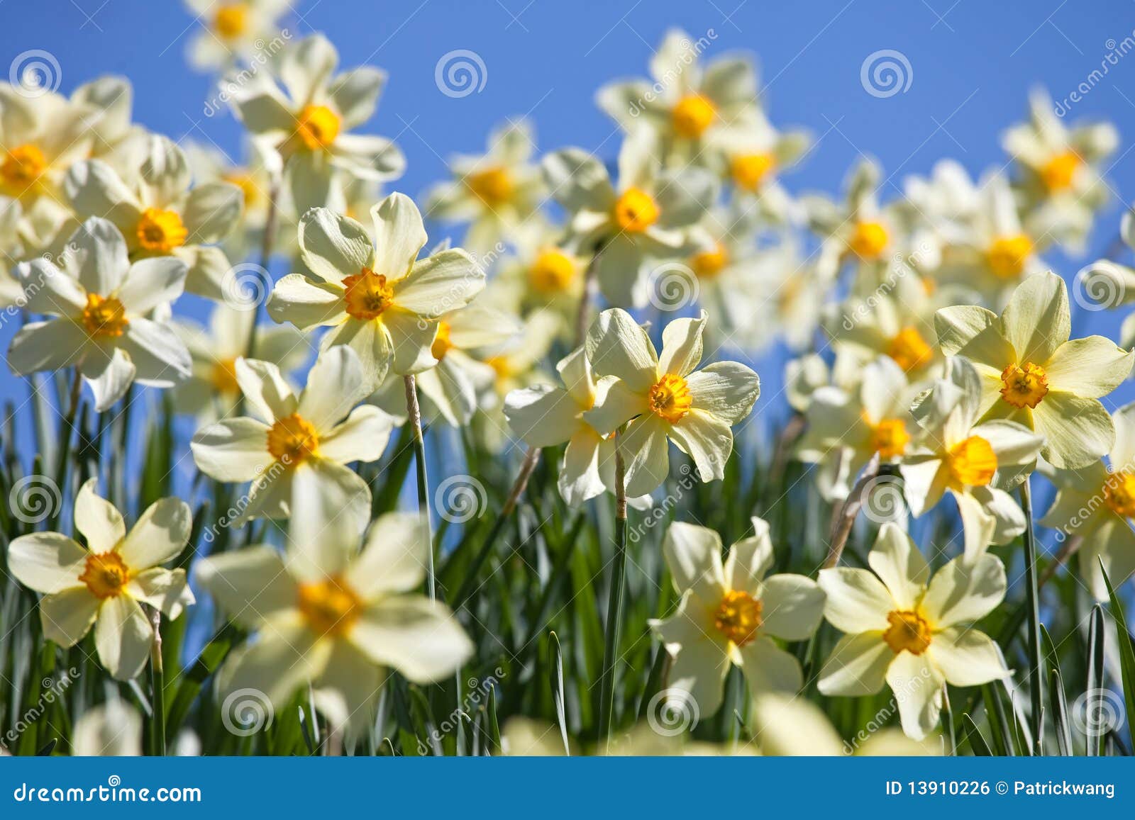 Spring daffodils stock photo. Image of sunlight, sunshine - 13910226