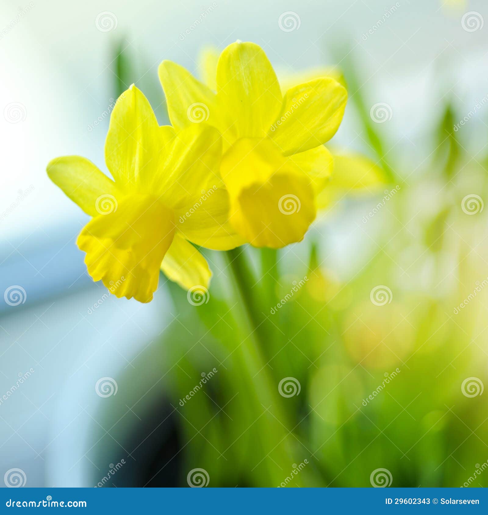 Spring Daffodils stock image. Image of petal, flowers - 29602343