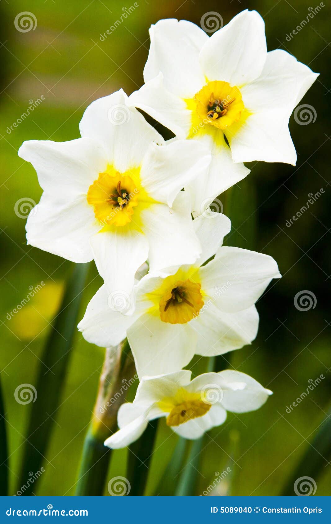 Spring daffodils stock photo. Image of flowers, yellow - 5089040