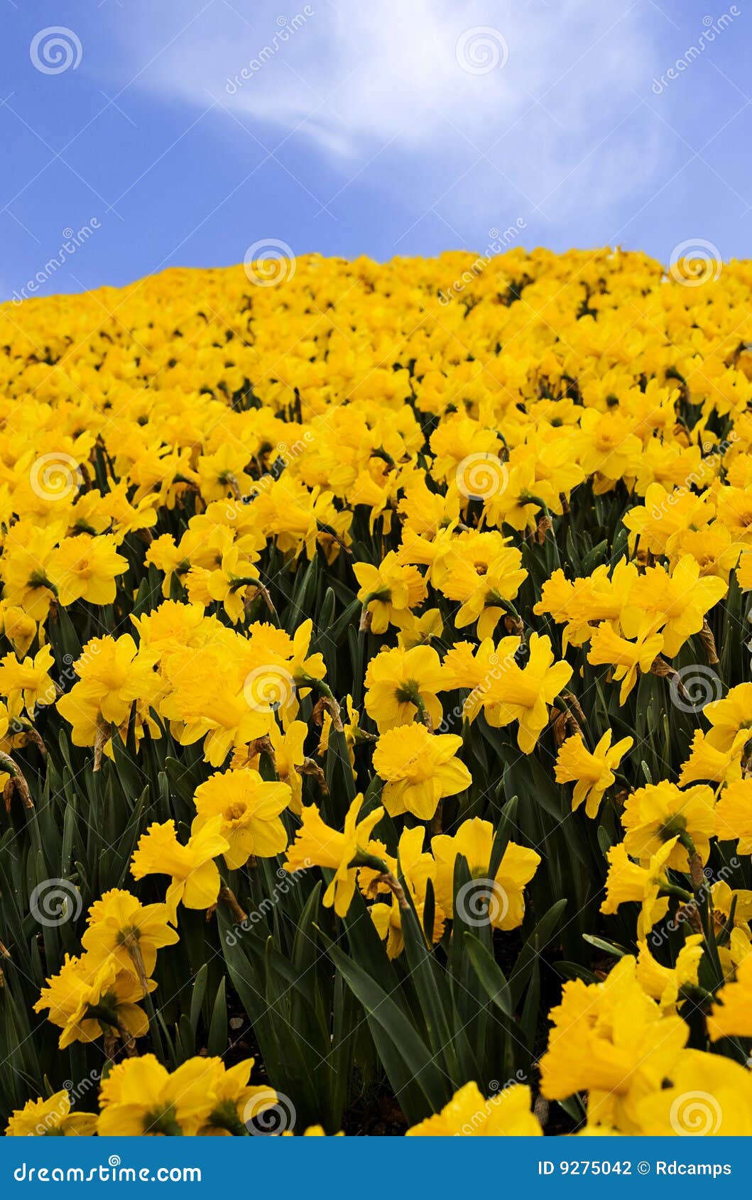 Spring daffodils stock photo. Image of yellow, flower - 9275042