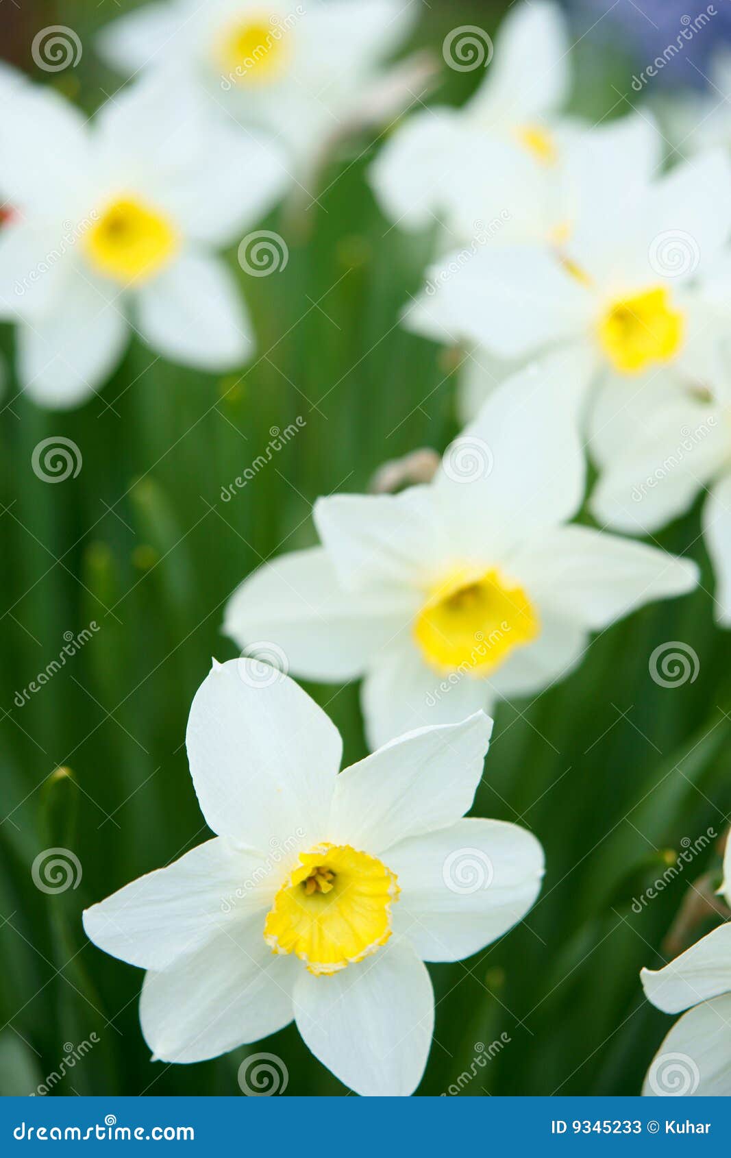 Spring daffodils stock image. Image of bright, beautiful - 9345233