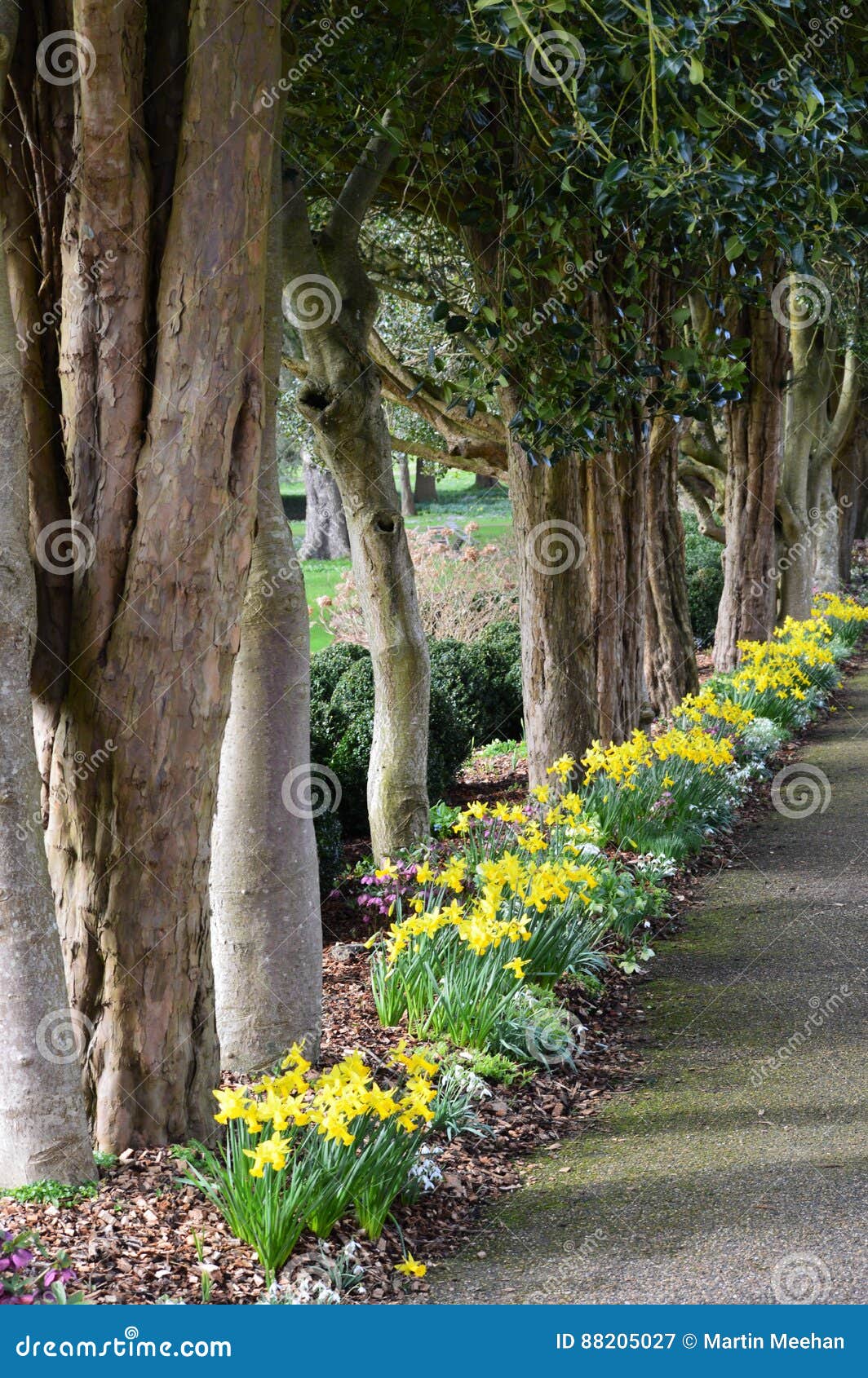 Spring Daffodils Along a Tree Lined Path. Stock Image - Image of ...