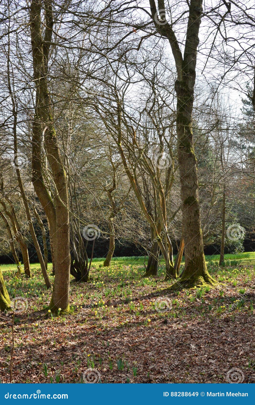 Spring Daffodils Along a Tree Lined Path. Stock Image - Image of making ...