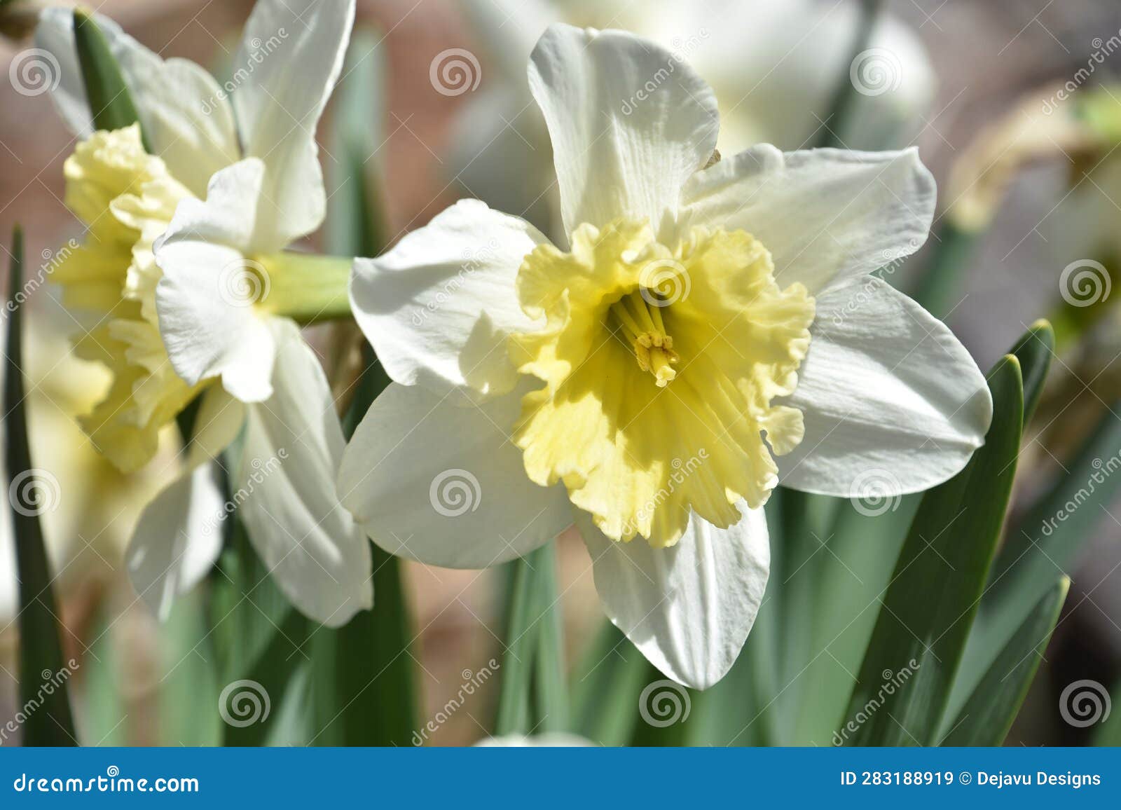 Spring Daffodils Blooming in a the Sunshine Stock Image - Image of ...