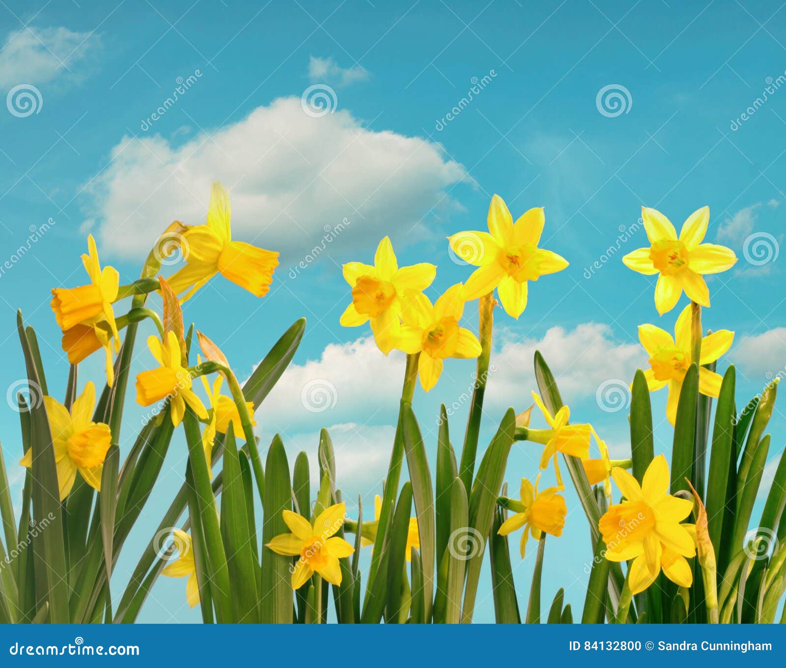 Spring Daffodils with Blue Sky Stock Photo - Image of background ...