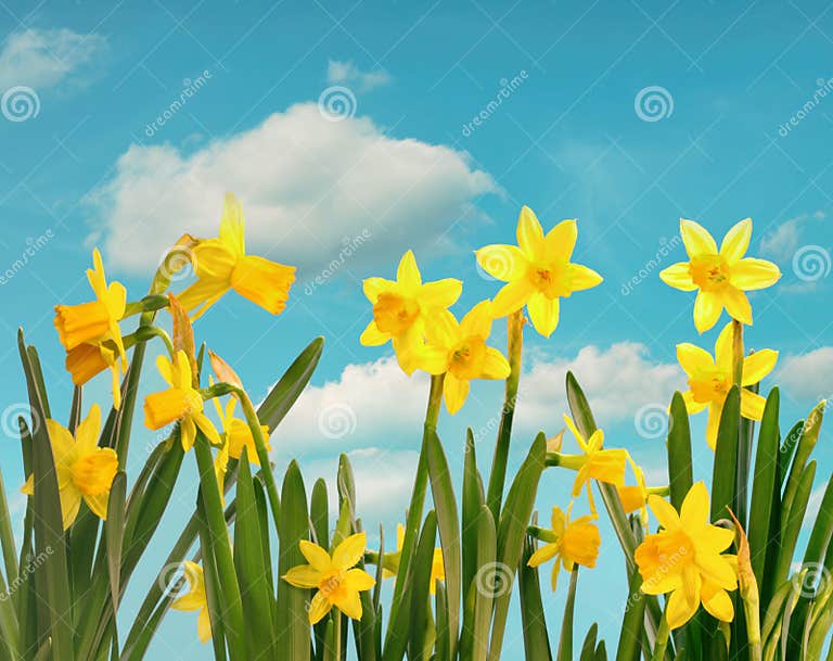 Spring Daffodils with Blue Sky Stock Photo - Image of background ...