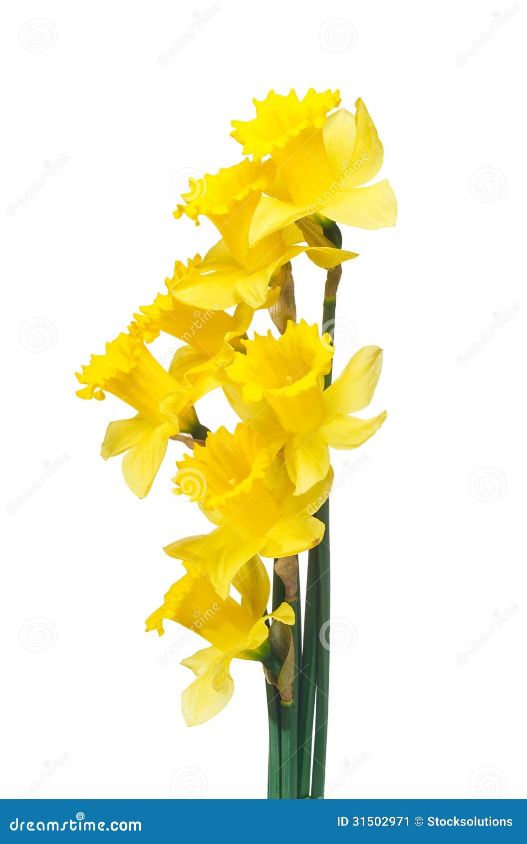 Spring Daffodils Border or Frame Background Stock Image - Image of ...