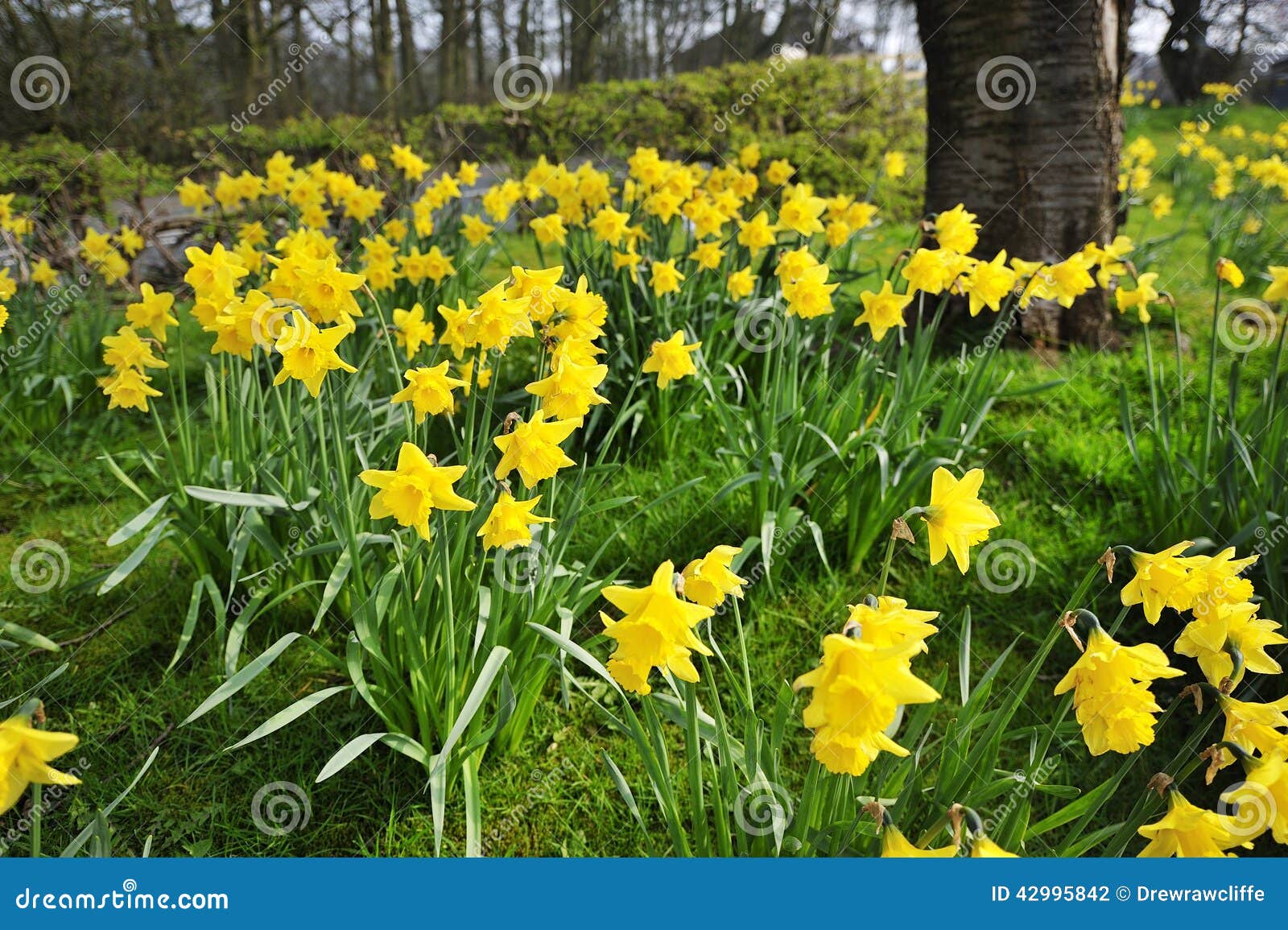 Spring daffodils stock photo. Image of garden, field - 42995842