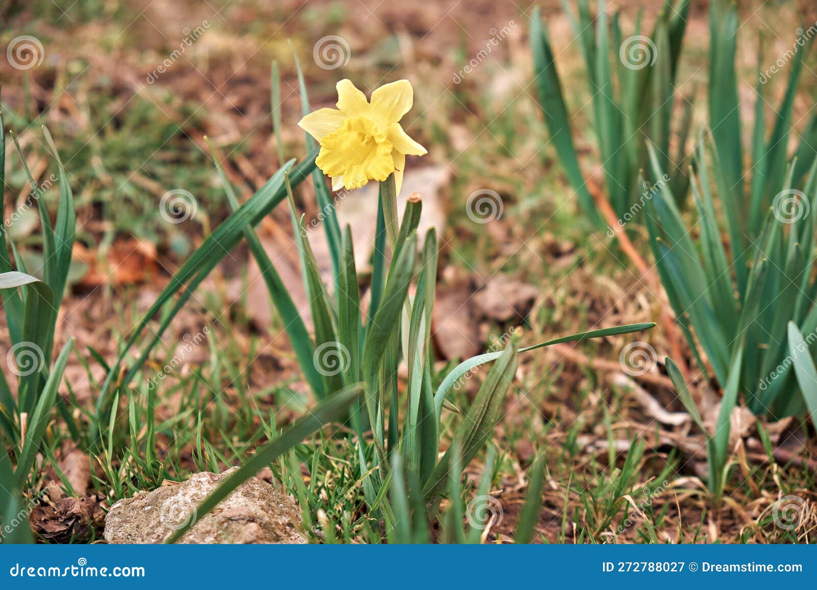 Spring Daffodils are the First Flowers of Early Spring. Up Close Stock ...
