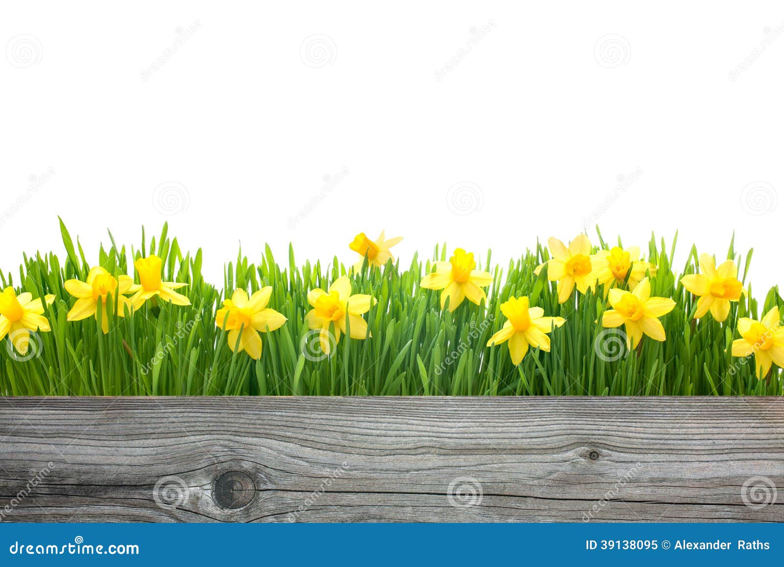 Spring daffodils flowers stock image. Image of daffodil - 39138095
