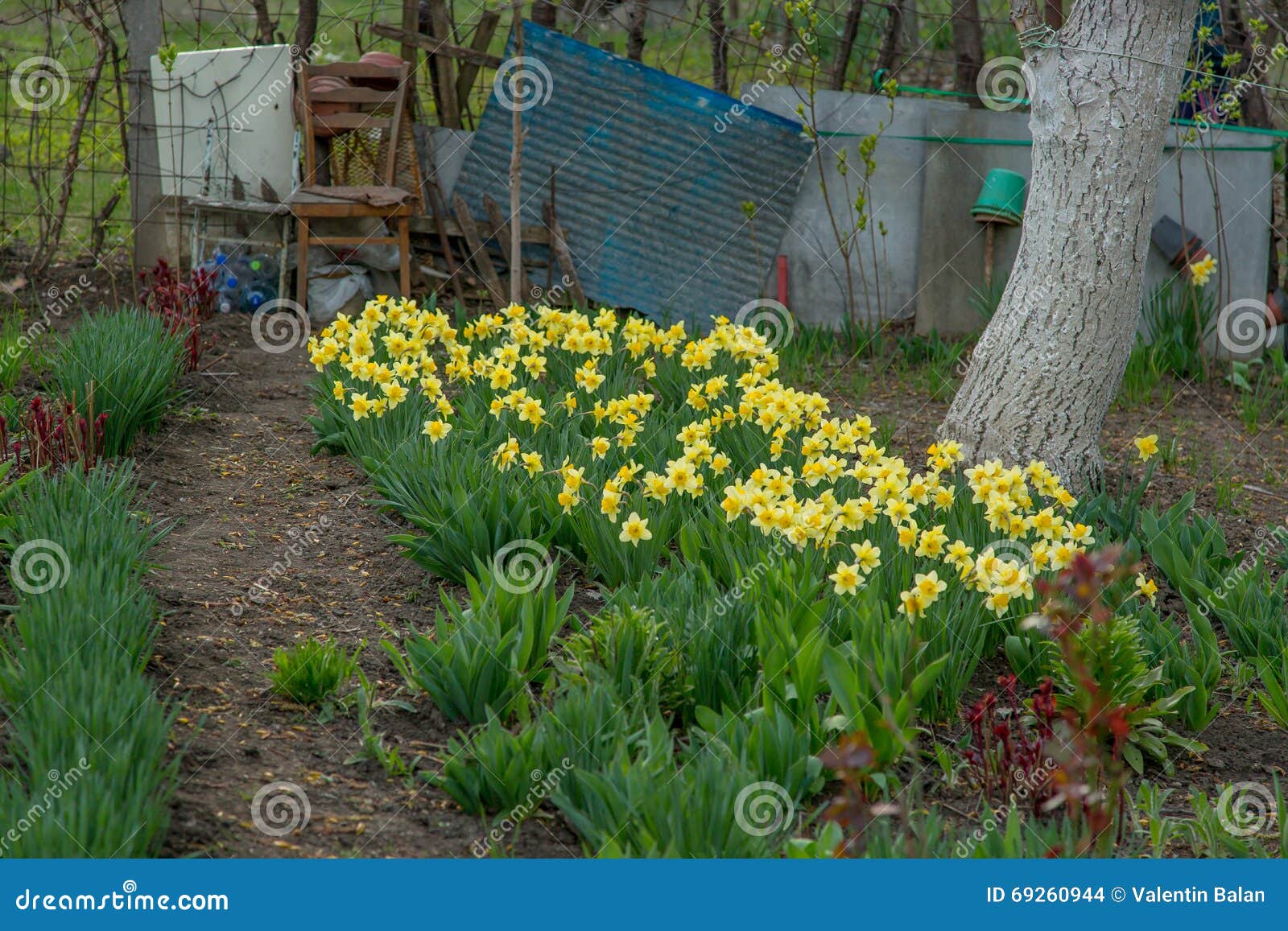 Spring daffodils stock photo. Image of blue, seasonal - 69260944