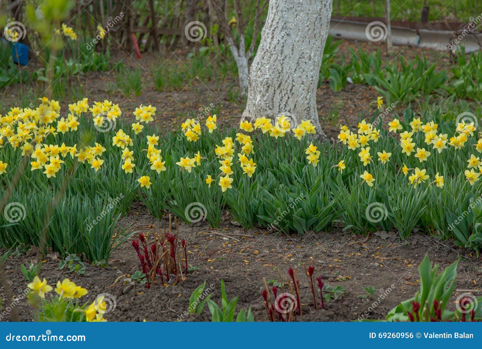 Spring daffodils stock photo. Image of yellow, nature - 69260956