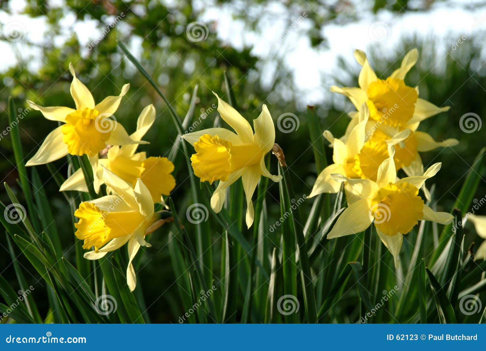 Spring Daffodils in Scotland Stock Image - Image of grass, daffodils: 62123