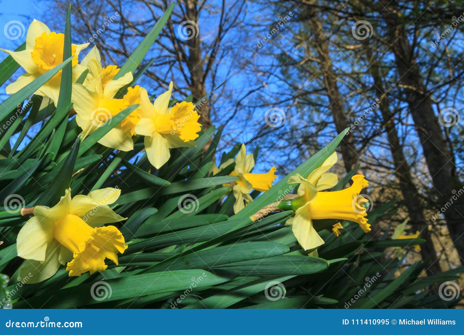 Spring Daffodils in Shaft of Sunlight with Forest Background Stock ...
