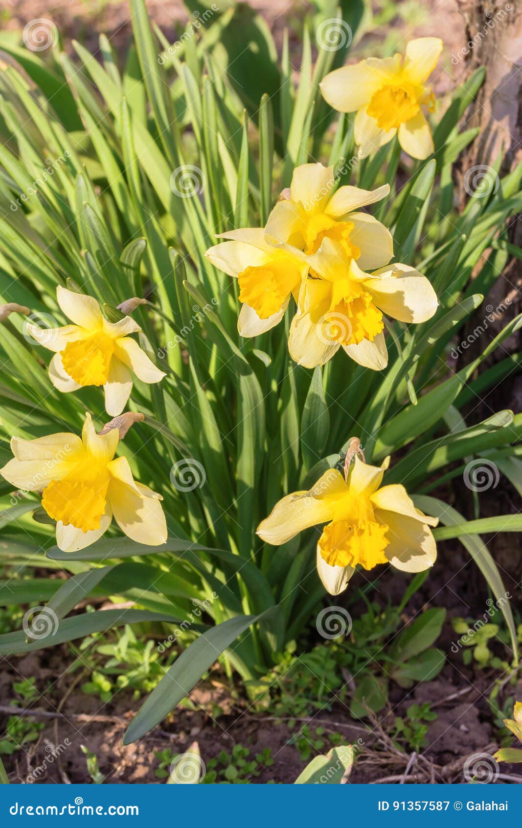 Spring Daffodils in a Sunny Garden Stock Image - Image of sunny, garden ...