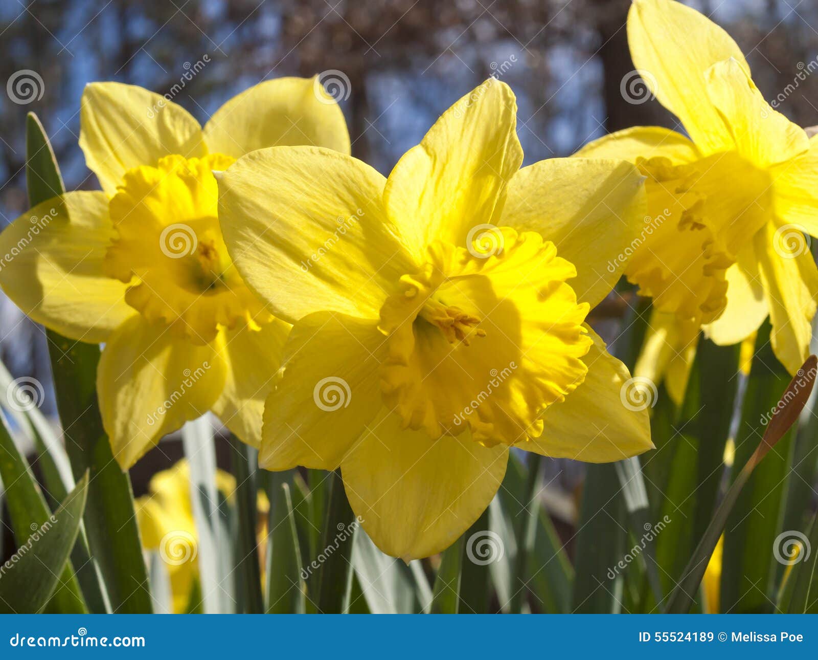 Spring Daffodils stock image. Image of beauty, butterfly - 55524189