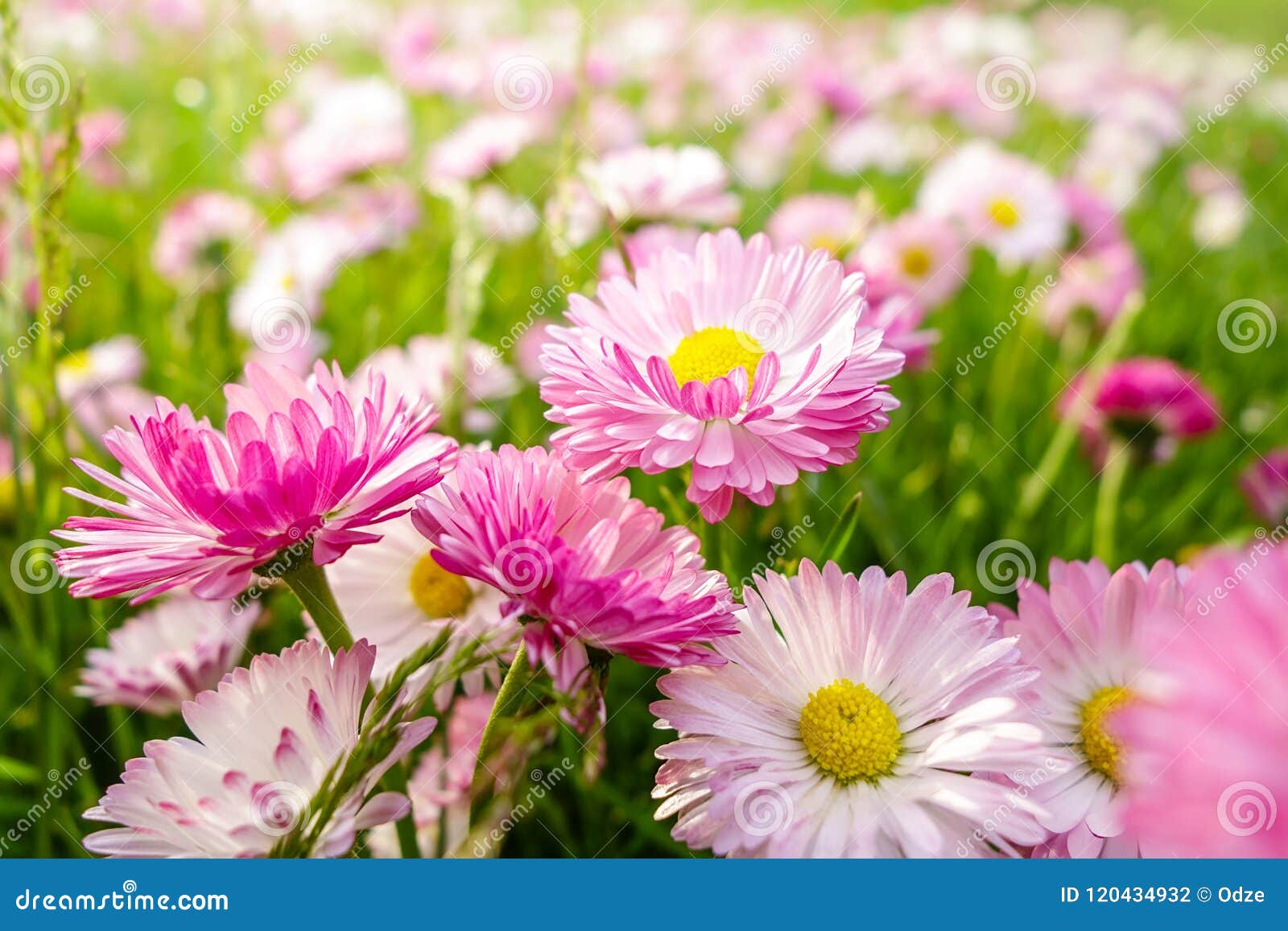 Spring daisies meadow stock photo. Image of herb, floral - 120434932