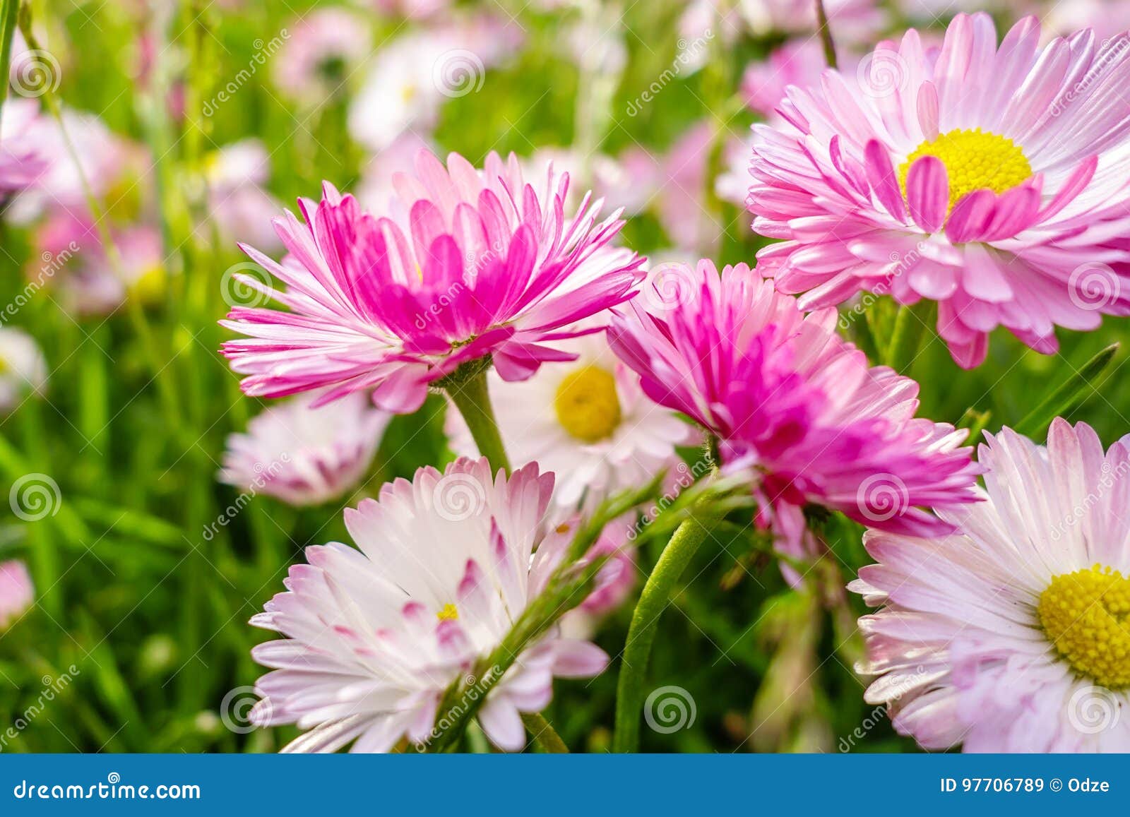 Spring daisies meadow stock image. Image of lush, beautiful - 97706789