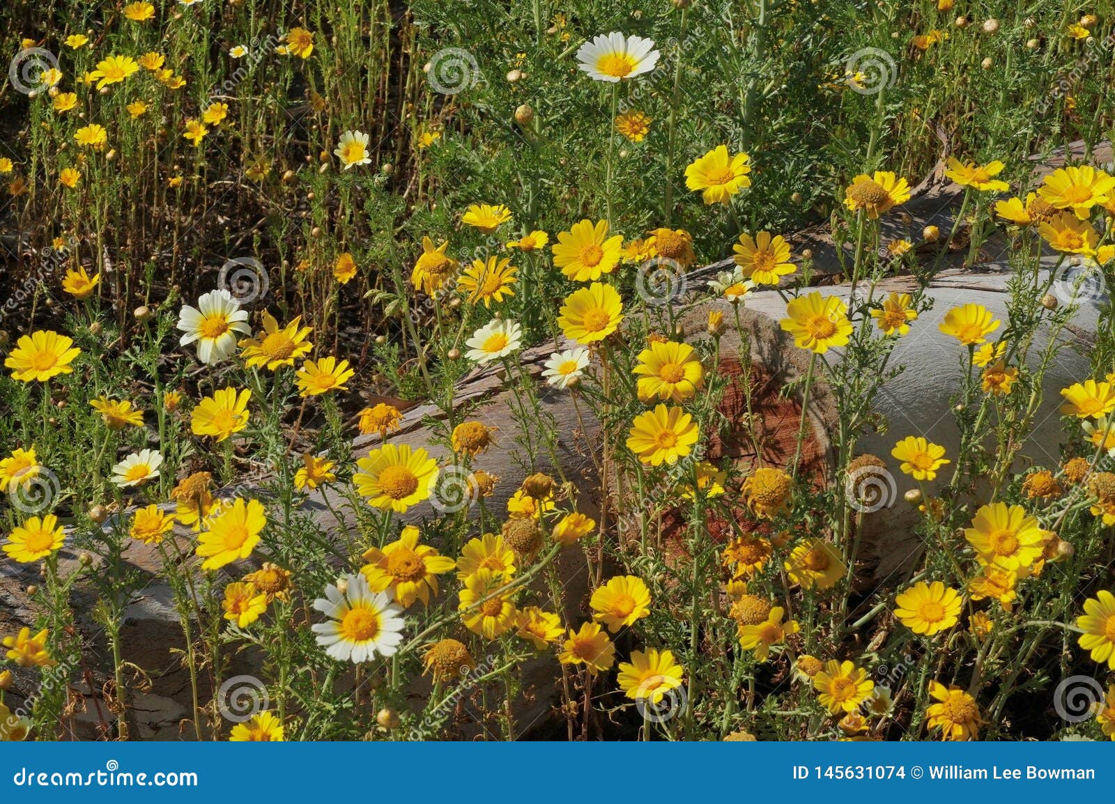 Spring Daisies and an Old Log Stock Photo - Image of bloom, daisies ...