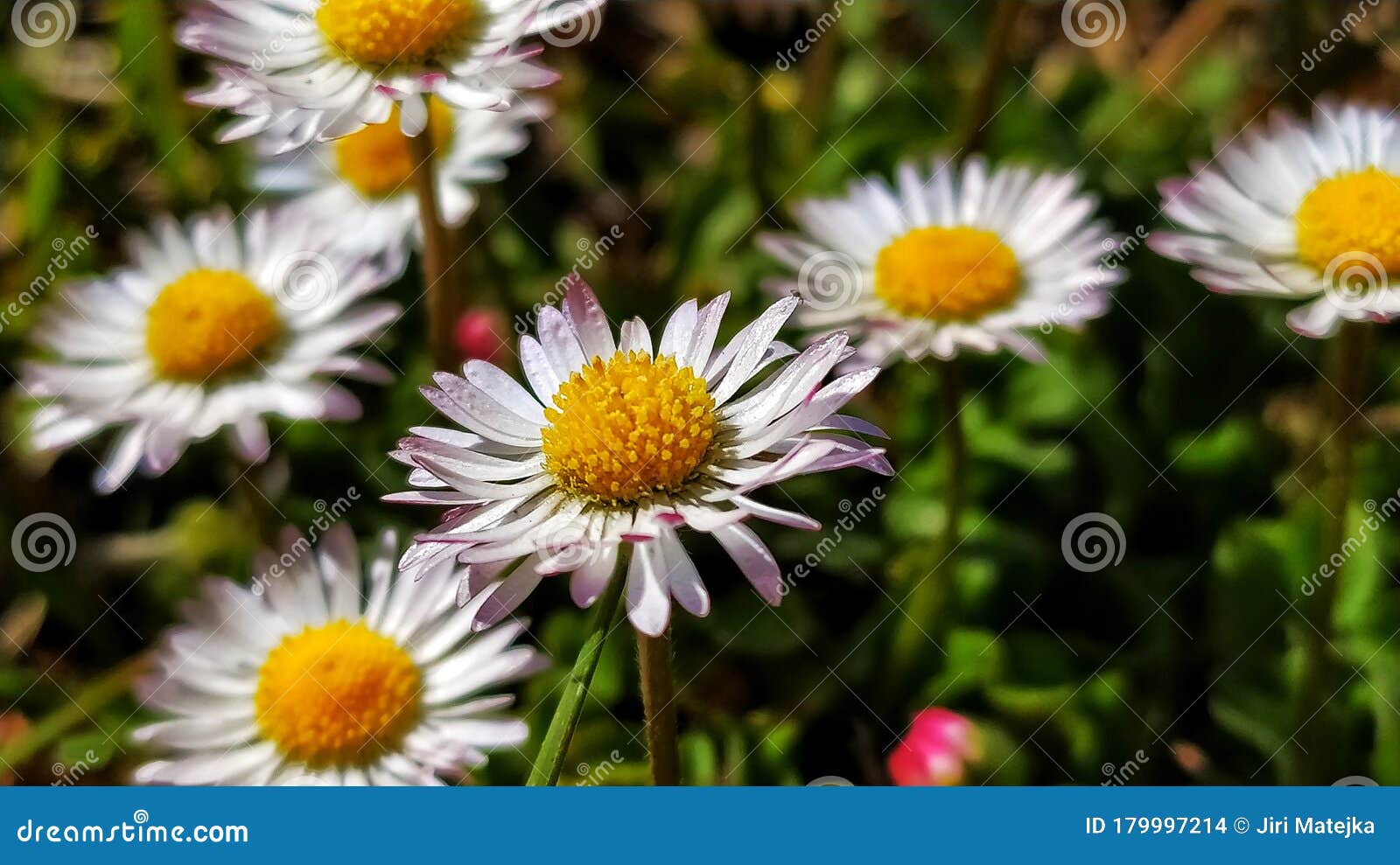 Spring daisy flower stock photo. Image of blossom, wildflower - 179997214