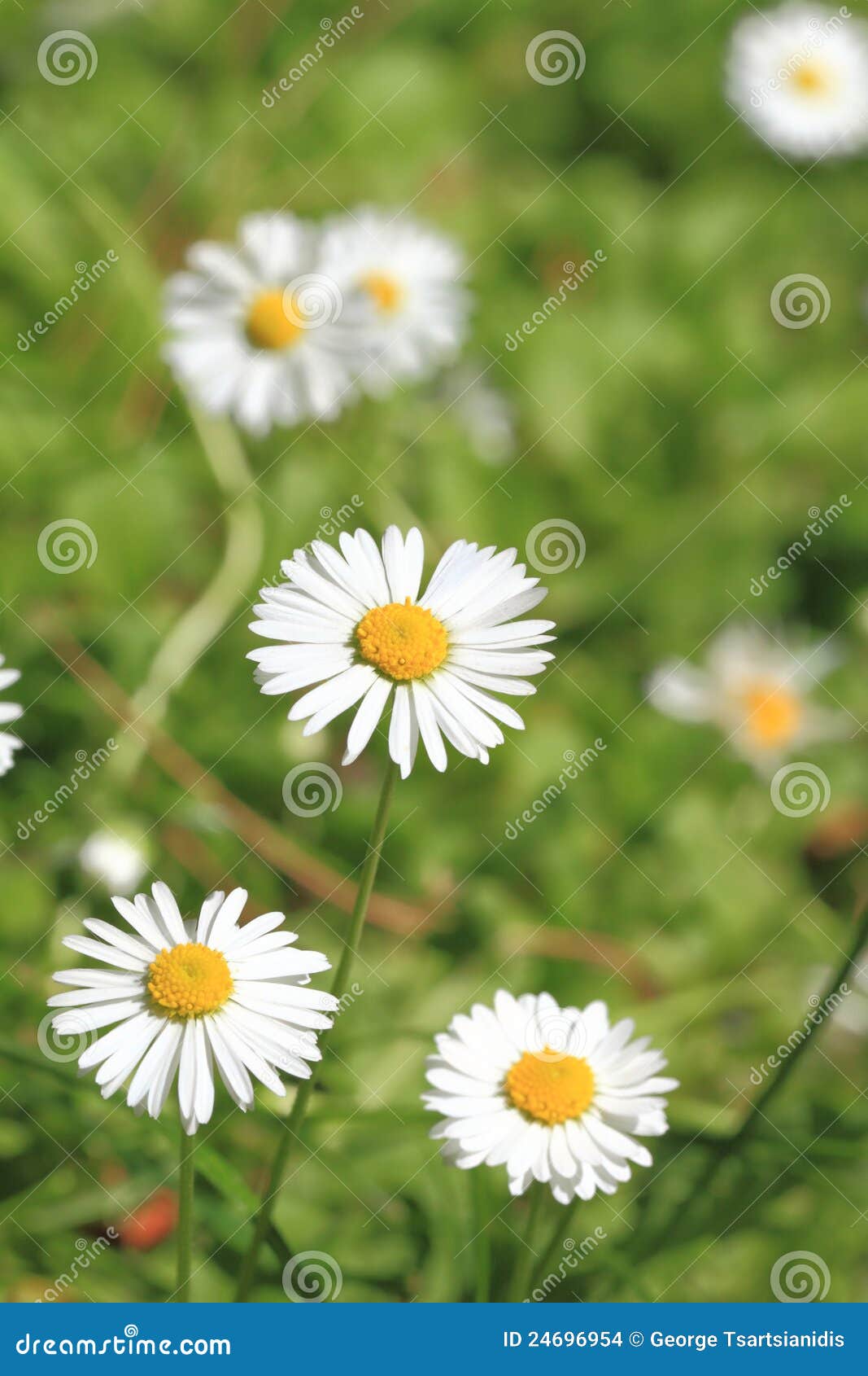 Spring daisy flower stock photo. Image of plant, flora - 24696954