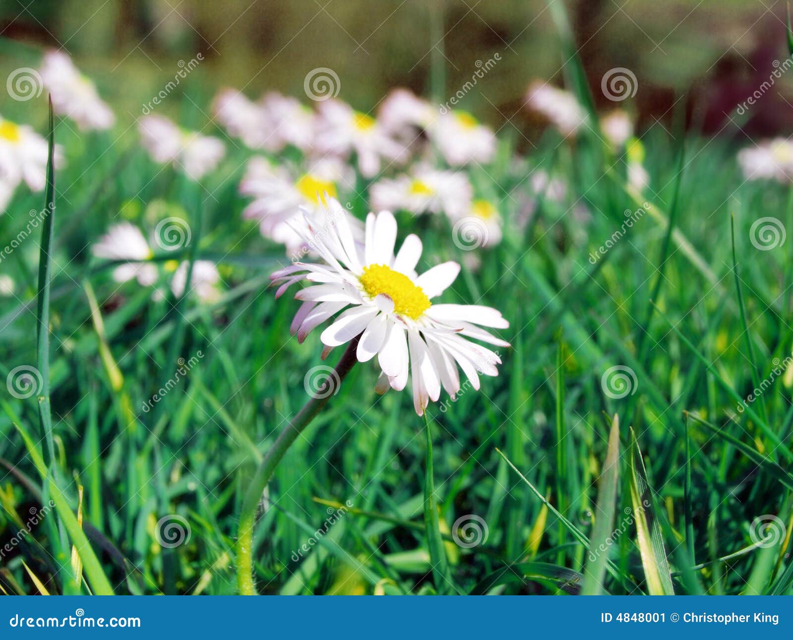 Spring daisy flower stock image. Image of plant, green - 4848001