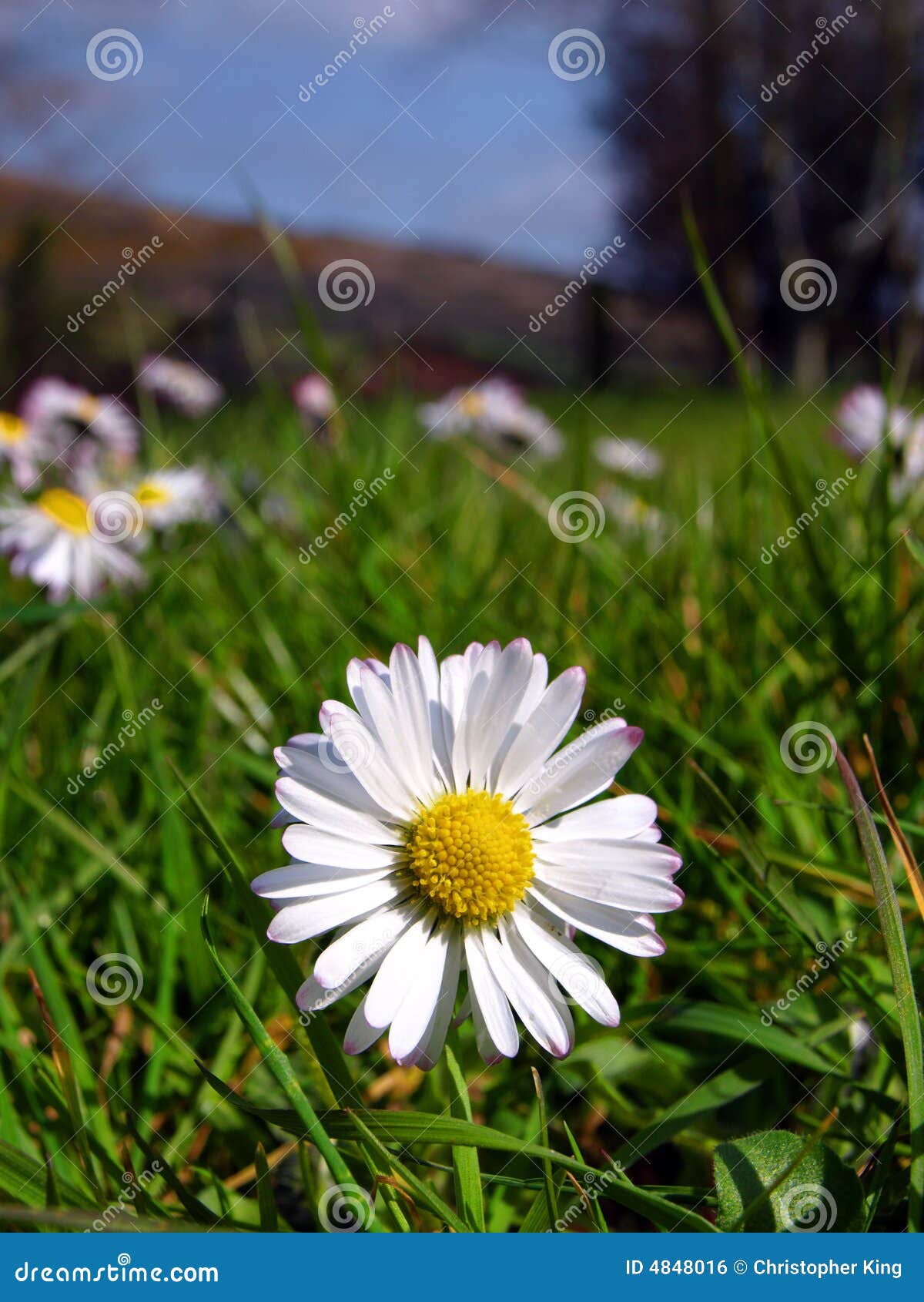 Spring daisy flower stock photo. Image of macro, elegant - 4848016