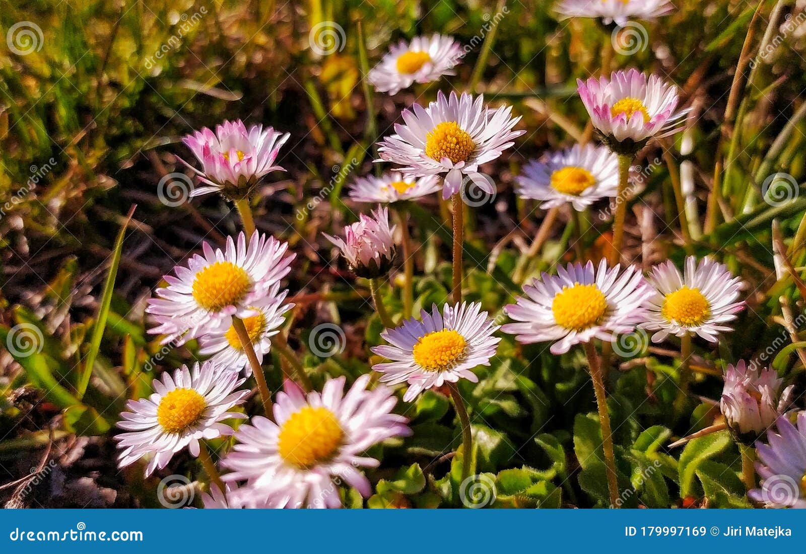 Spring daisy flowers stock image. Image of sunflower - 179997169