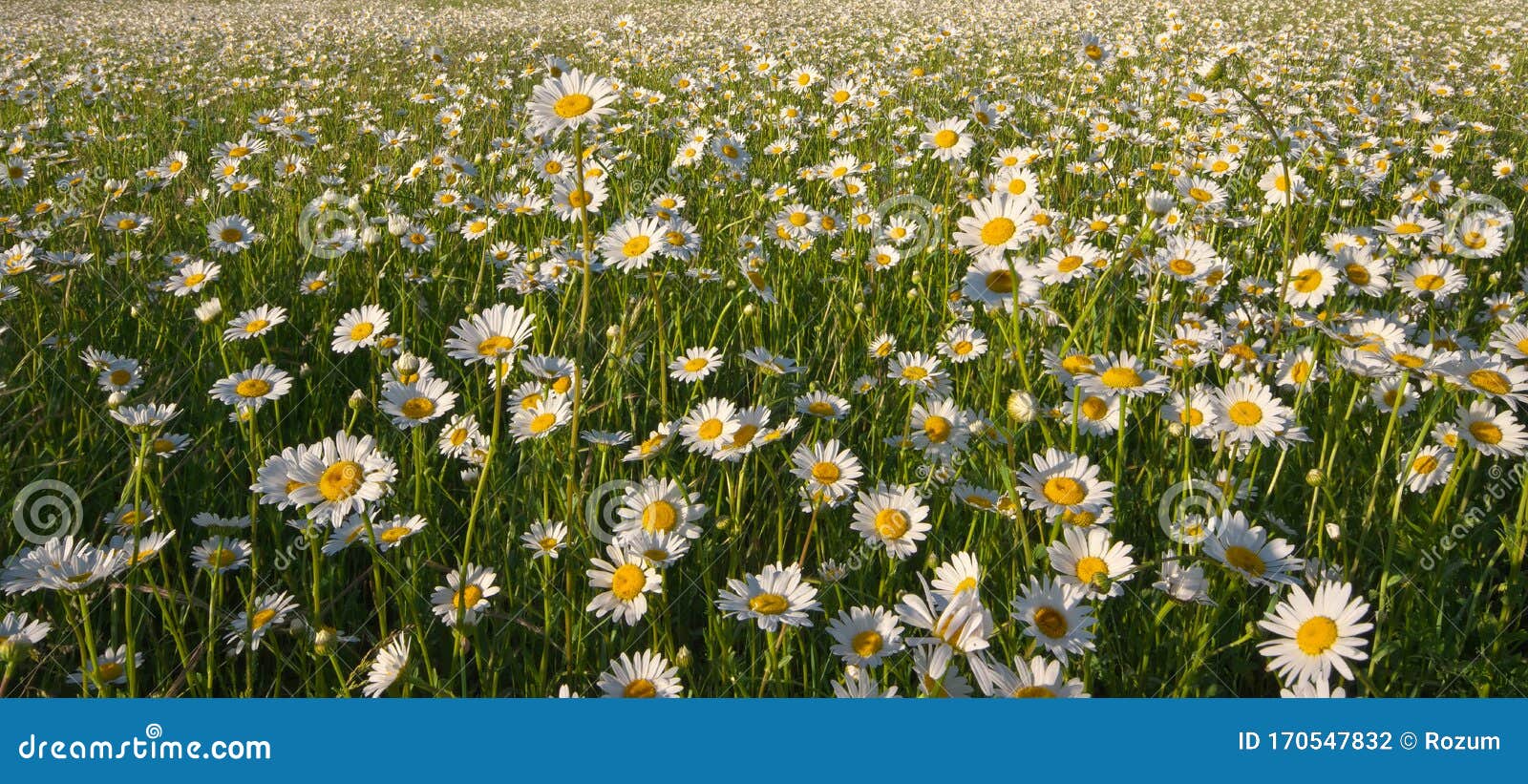 Spring Daisy Flowers in Meadow Stock Photo - Image of nature ...