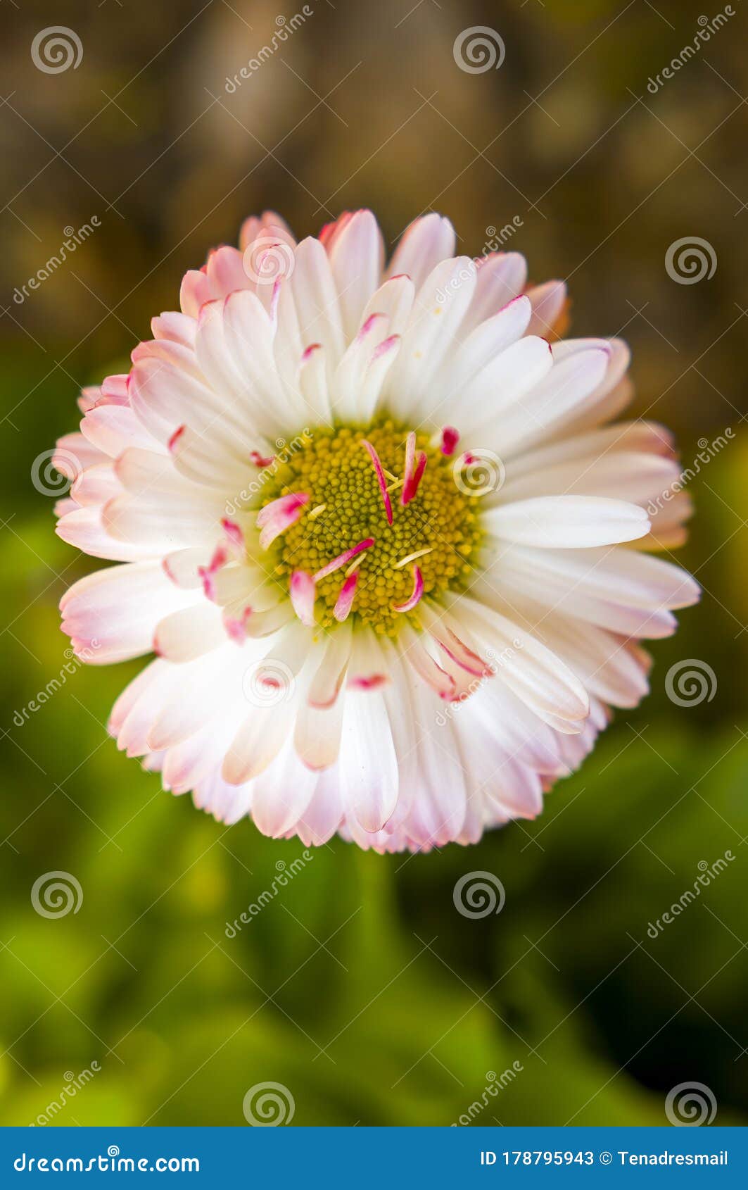 Spring daisy on the meadow stock image. Image of spring - 178795943