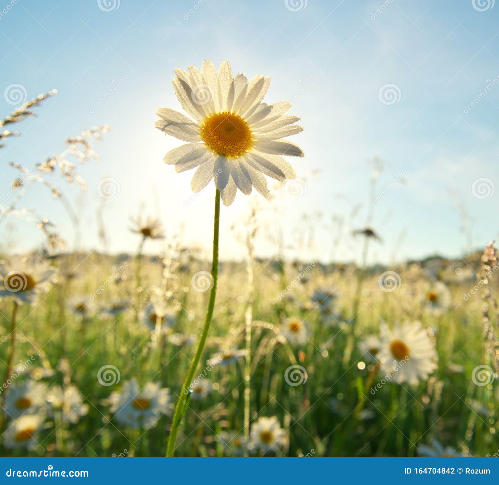 Spring Daisy Flower Also Known As Bellis Perennis On A Meadow ...