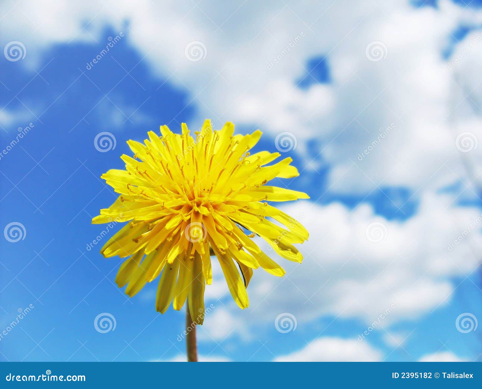 Spring dandelion stock photo. Image of rural, simplicity - 2395182