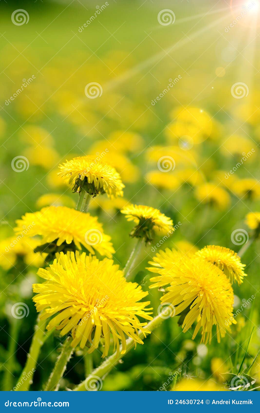 Spring dandelion stock photo. Image of yellow, lighten - 24630724