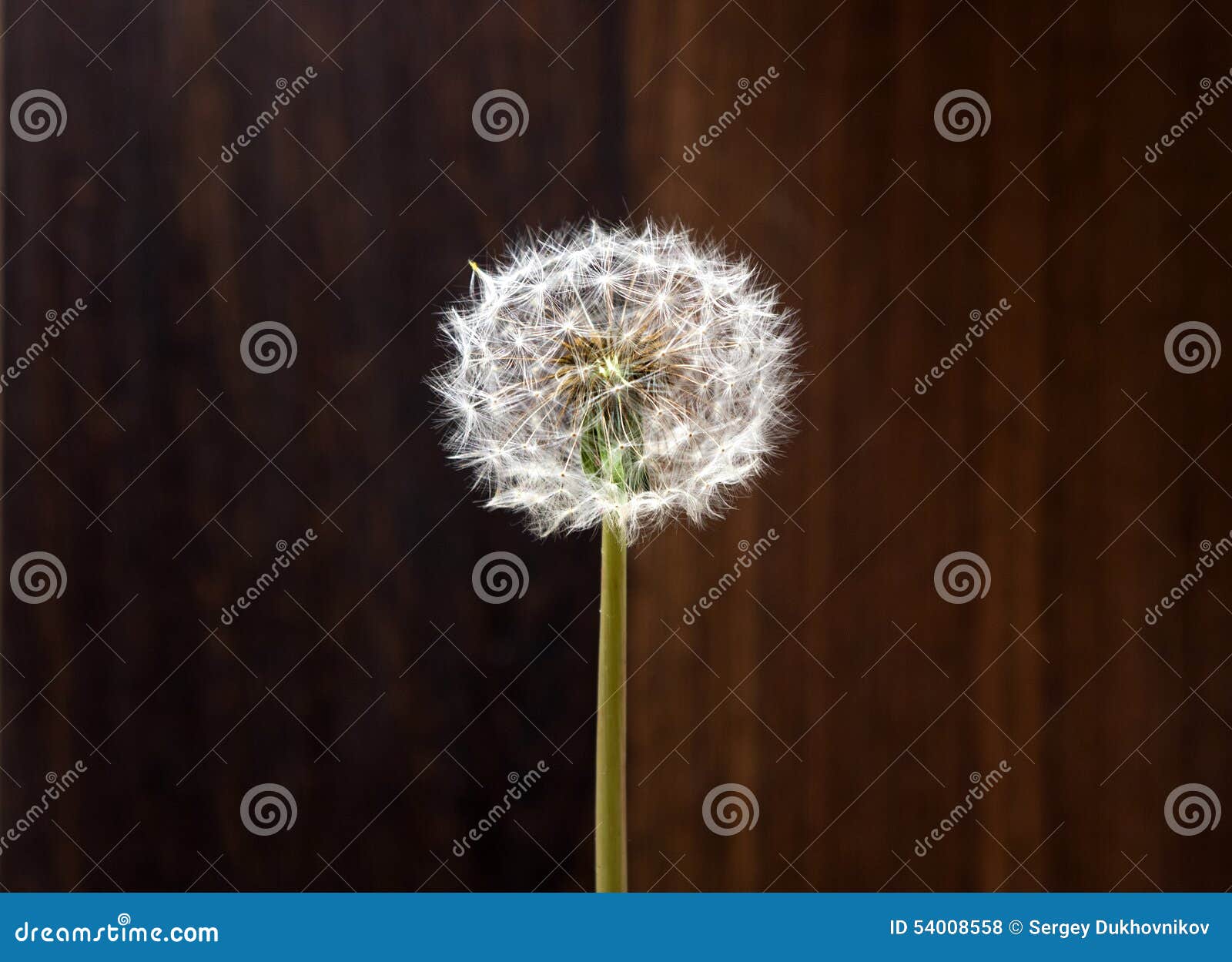 Spring Dandelion on a Background of Wood Stock Photo - Image of wind ...