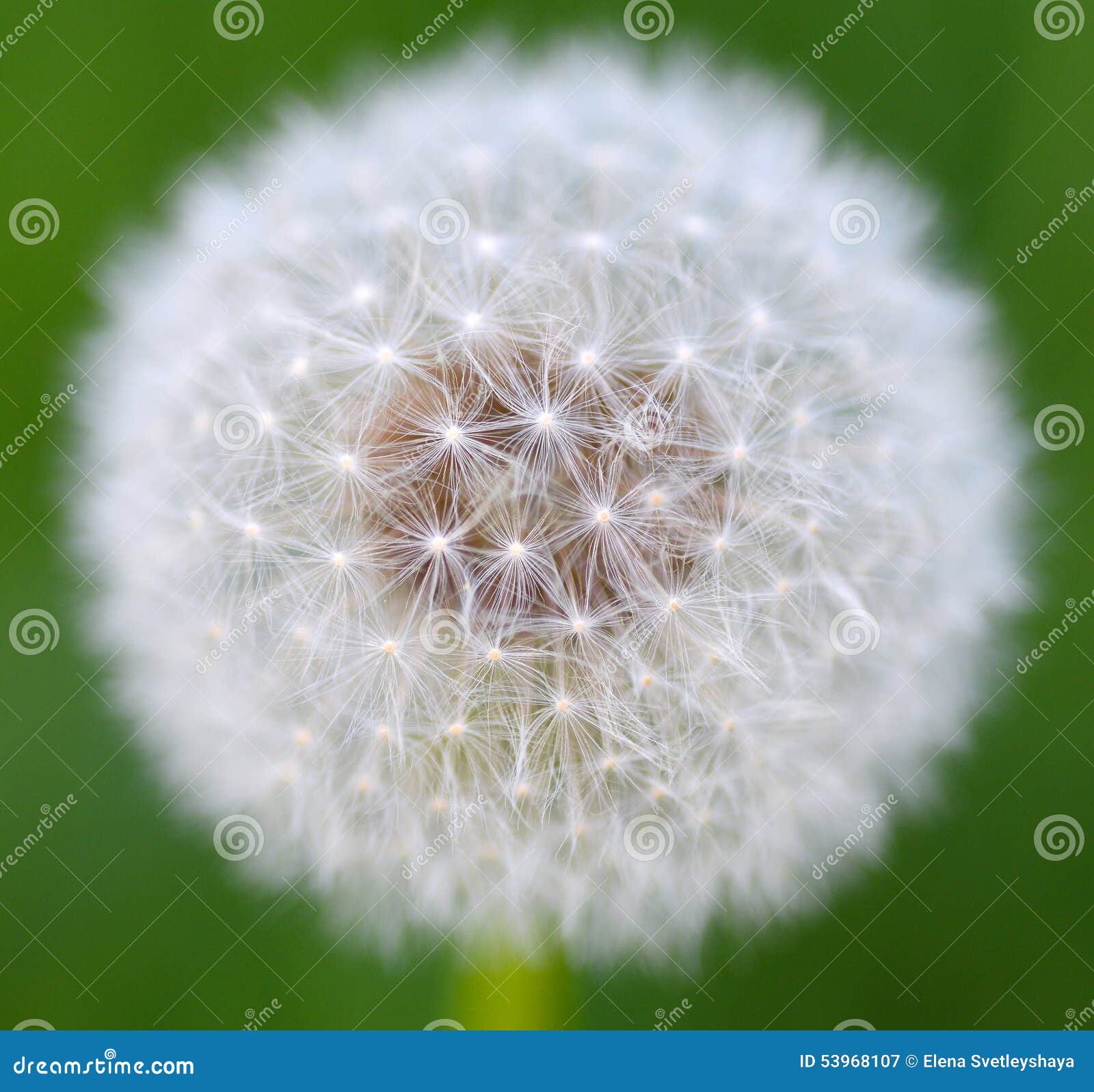 Spring dandelion stock image. Image of nature, flower - 53968107