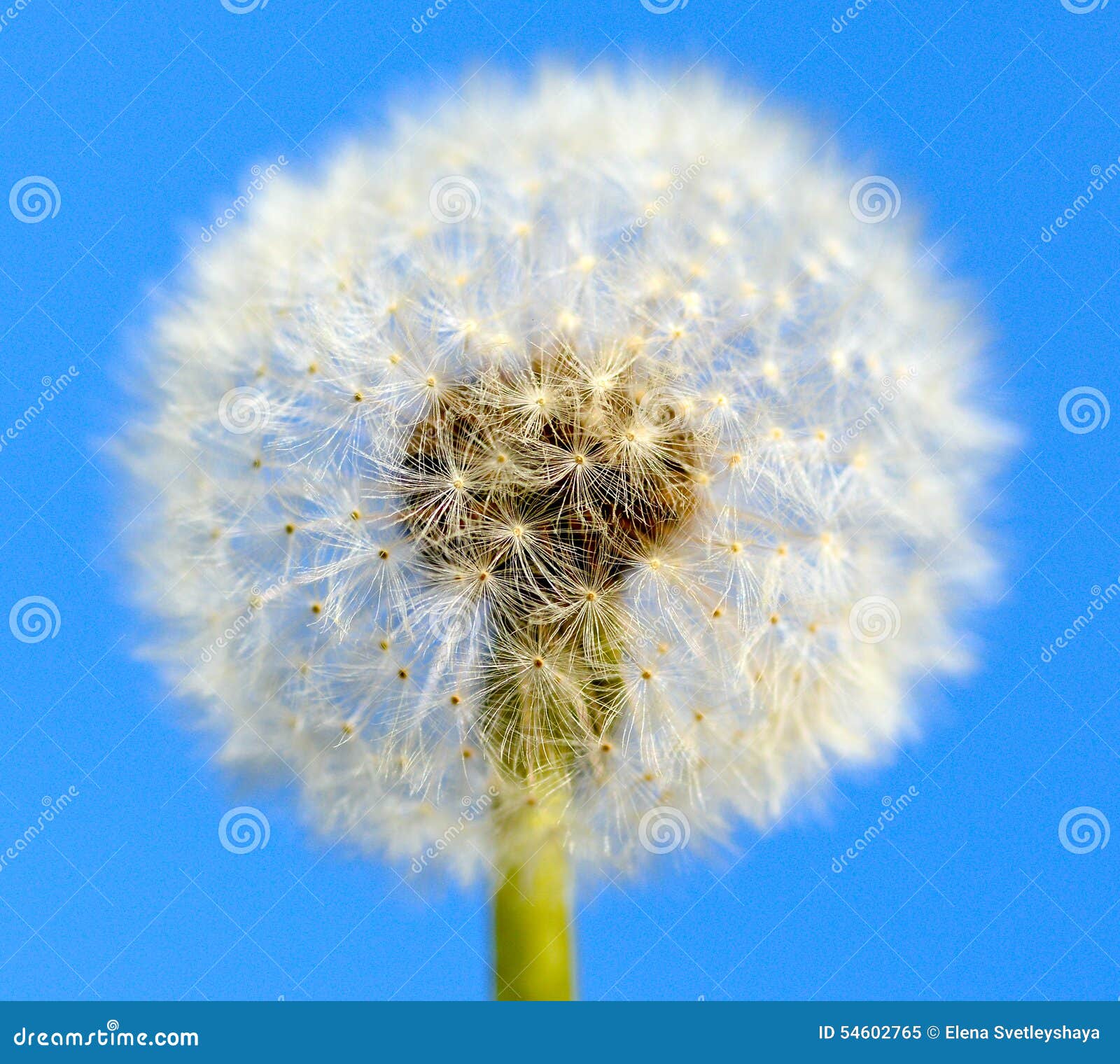 Spring dandelion close-up stock image. Image of closeup - 54602765