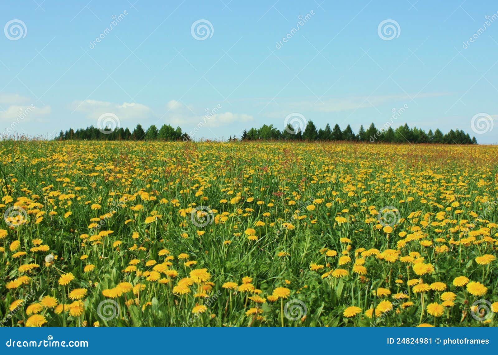 Spring dandelion field stock image. Image of blue, morning - 24824981